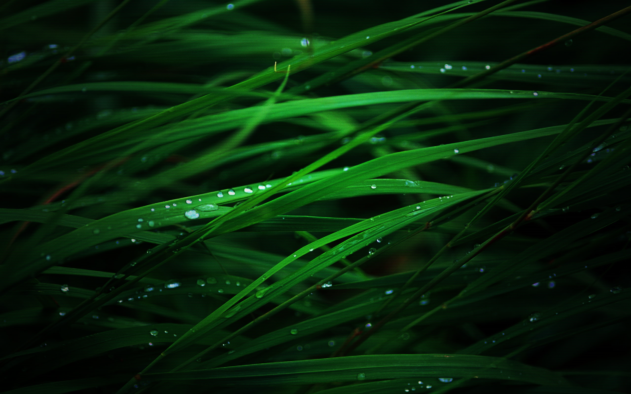 grass, Water, Drops Wallpapers HD / Desktop and Mobile Backgrounds