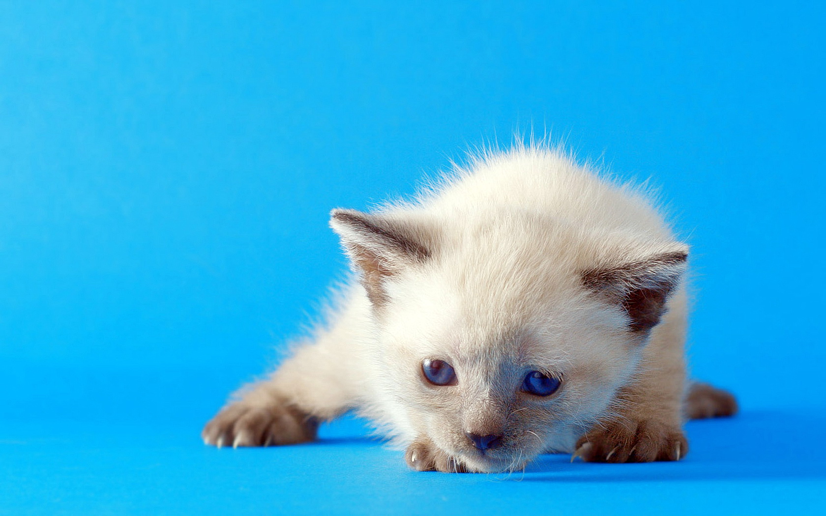 kitty Wallpapers HD / Desktop and Mobile Backgrounds