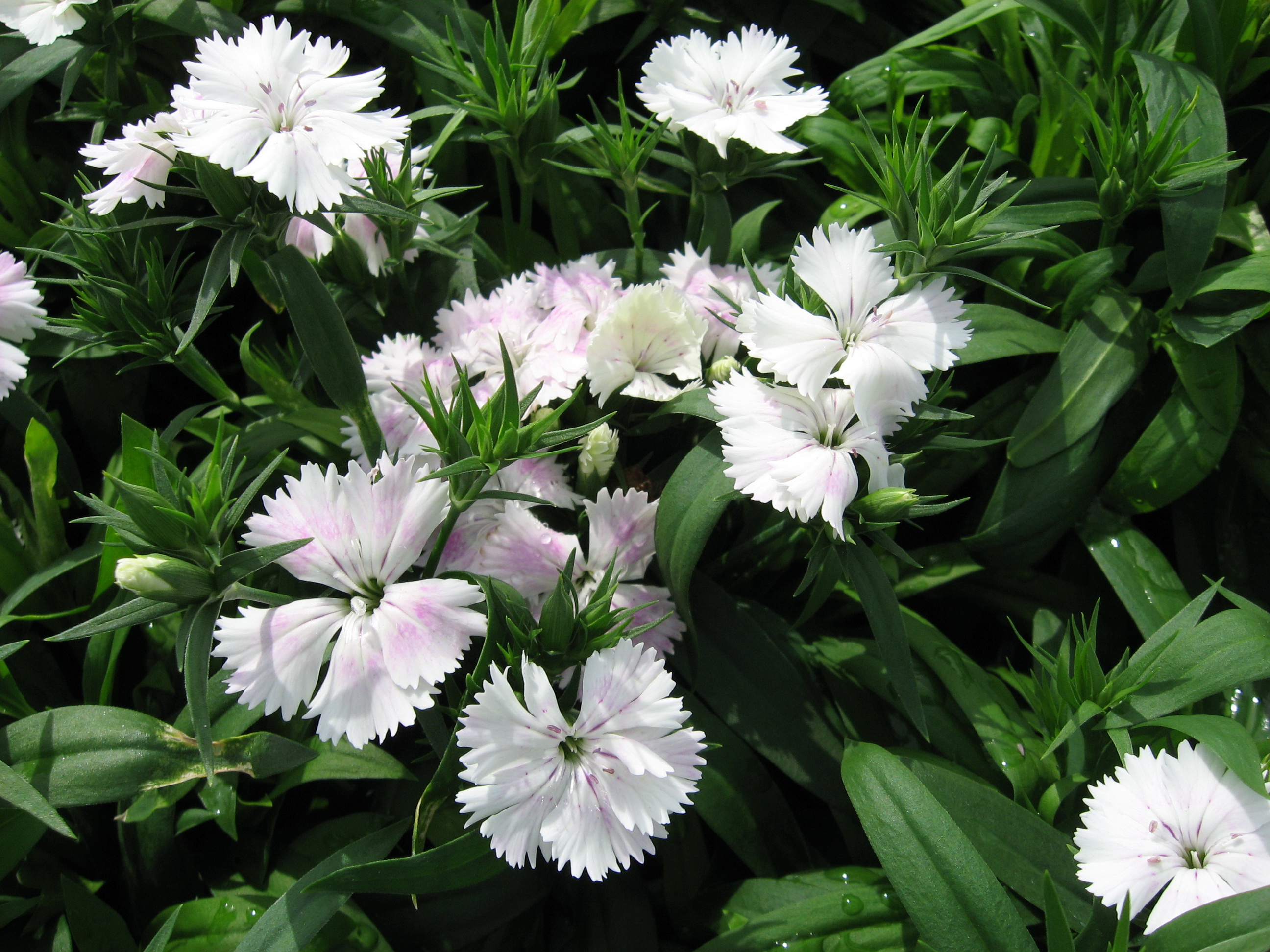 carnation Wallpapers HD / Desktop and Mobile Backgrounds