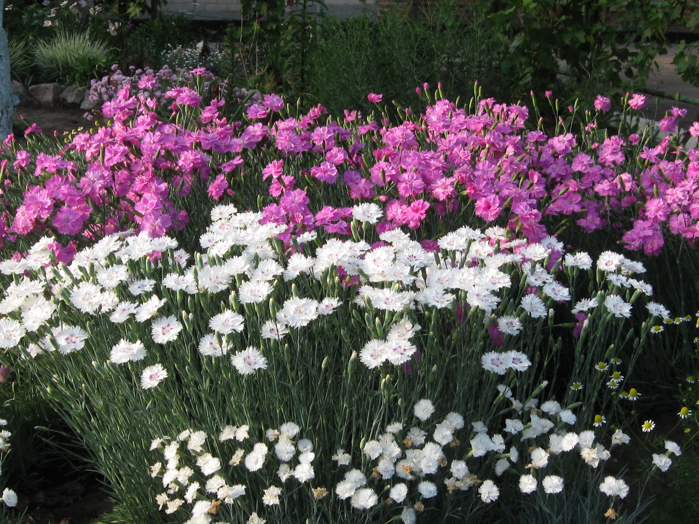 carnations Wallpapers HD / Desktop and Mobile Backgrounds