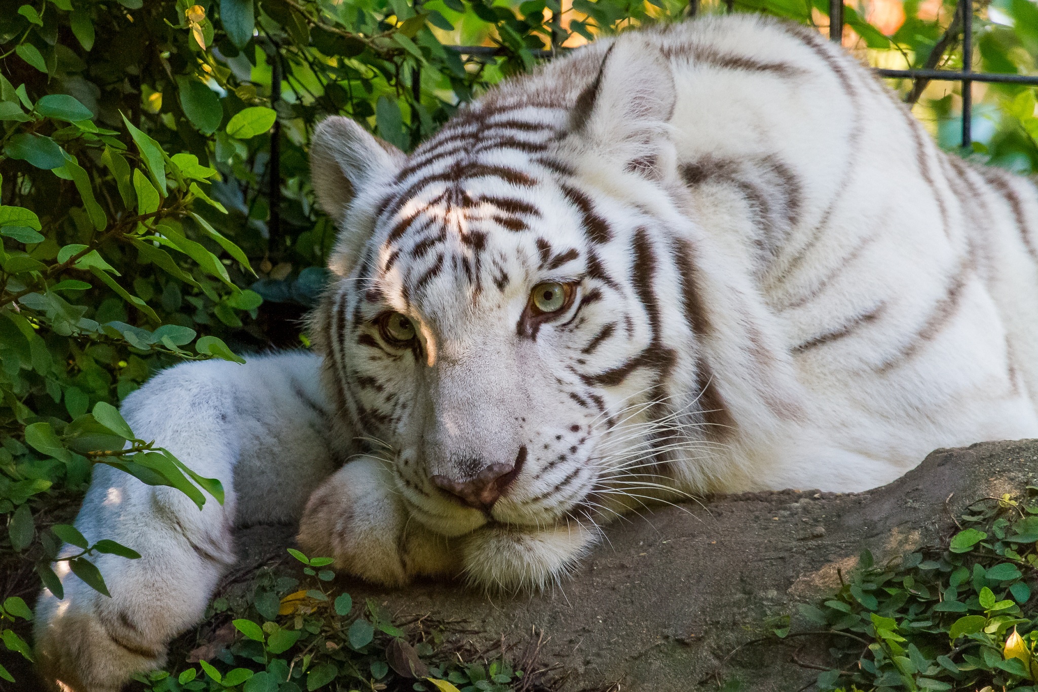 white, Tige Wallpapers HD / Desktop and Mobile Backgrounds