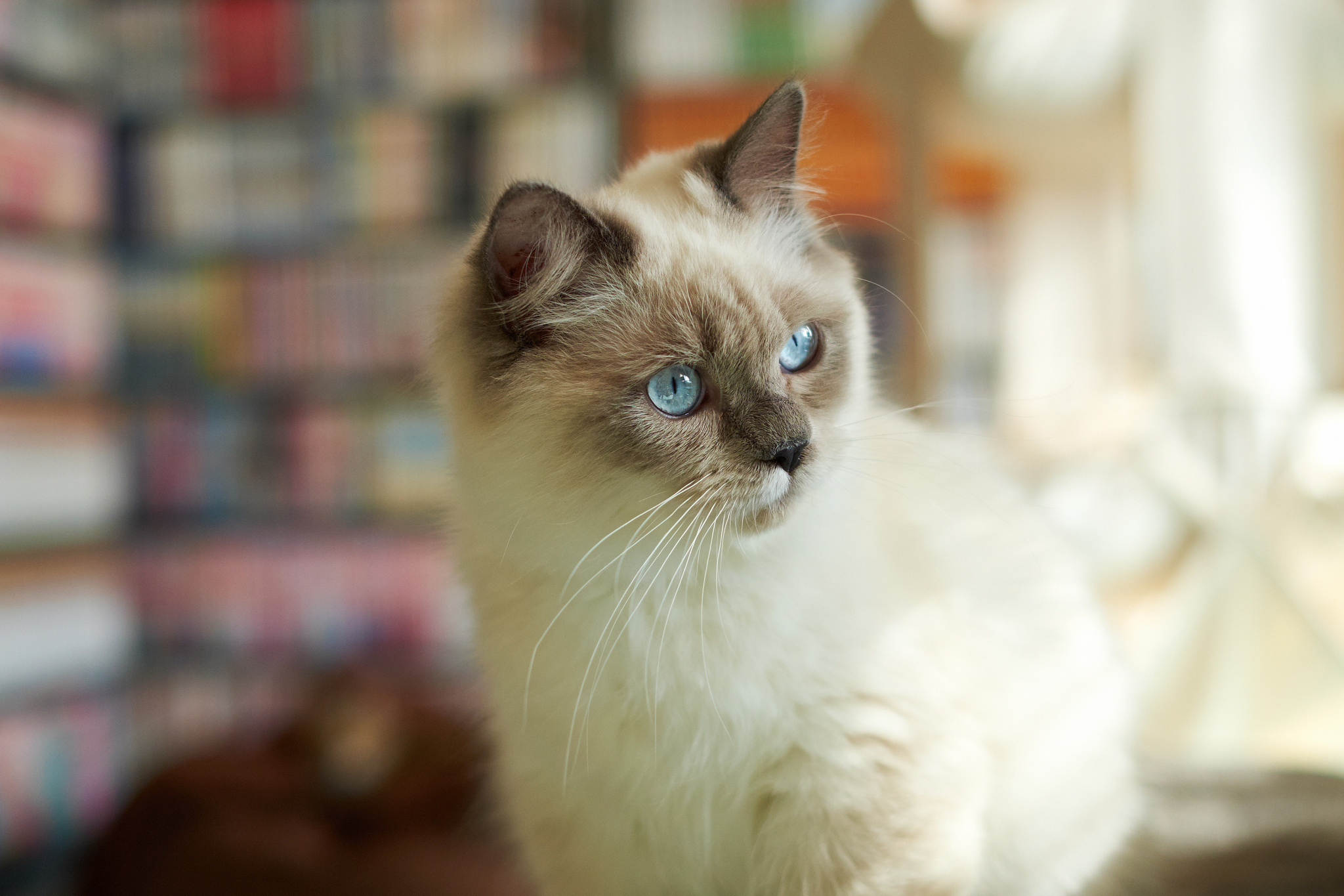 siamese, Cat Wallpapers HD / Desktop and Mobile Backgrounds