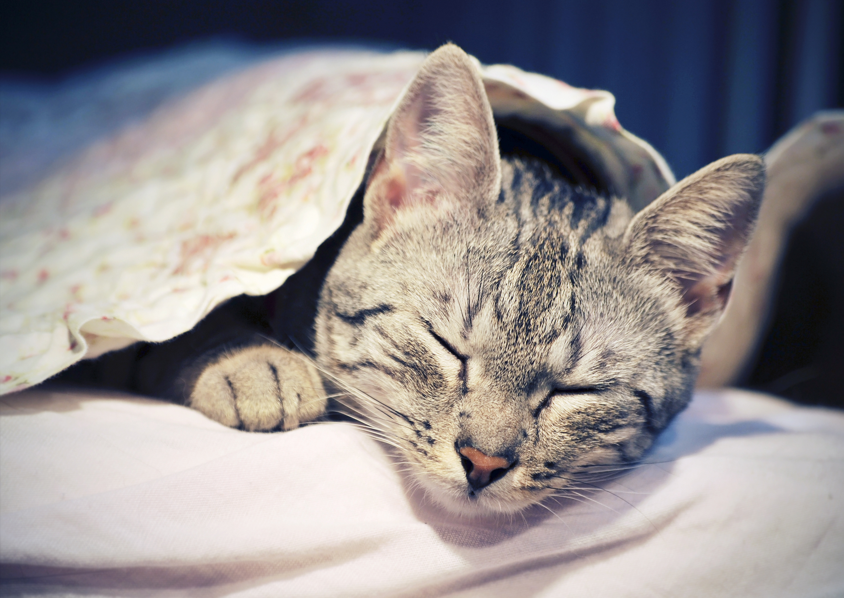 sleeping, Animal, Resting, Cat Wallpapers HD / Desktop and Mobile ...