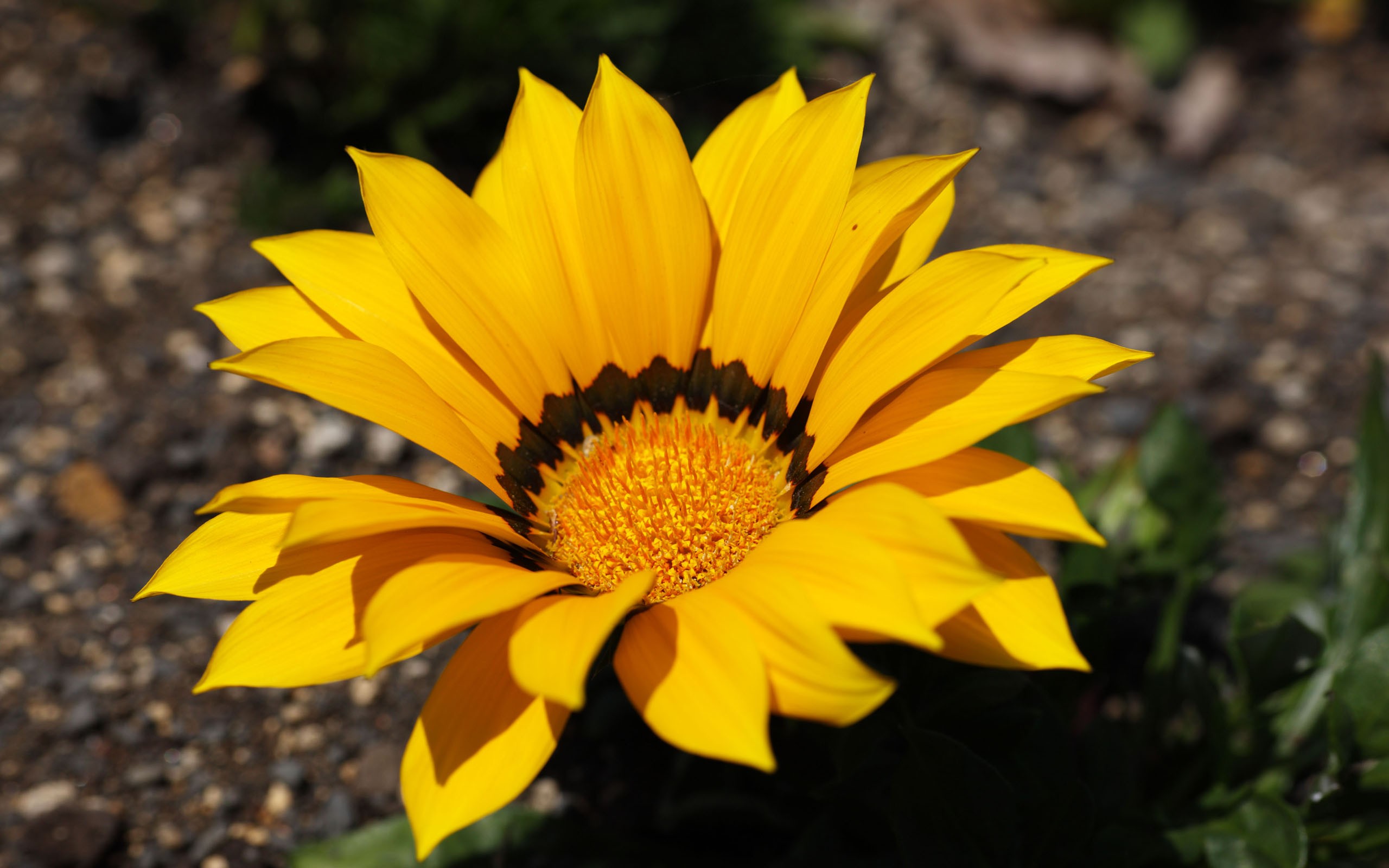 nature, Trees, Flowers, Forests Wallpapers HD / Desktop and Mobile ...