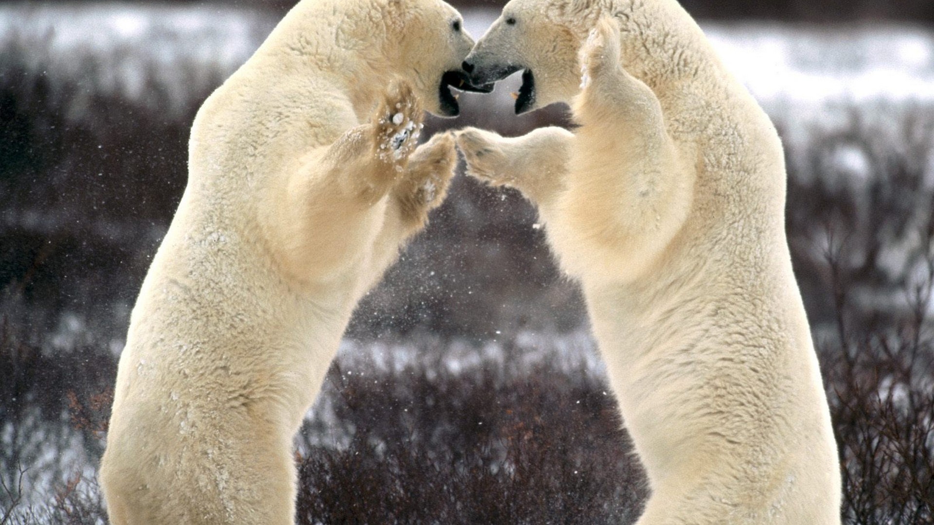 animals, Canada, Polar, Bears, Churchill Wallpapers HD / Desktop and ...
