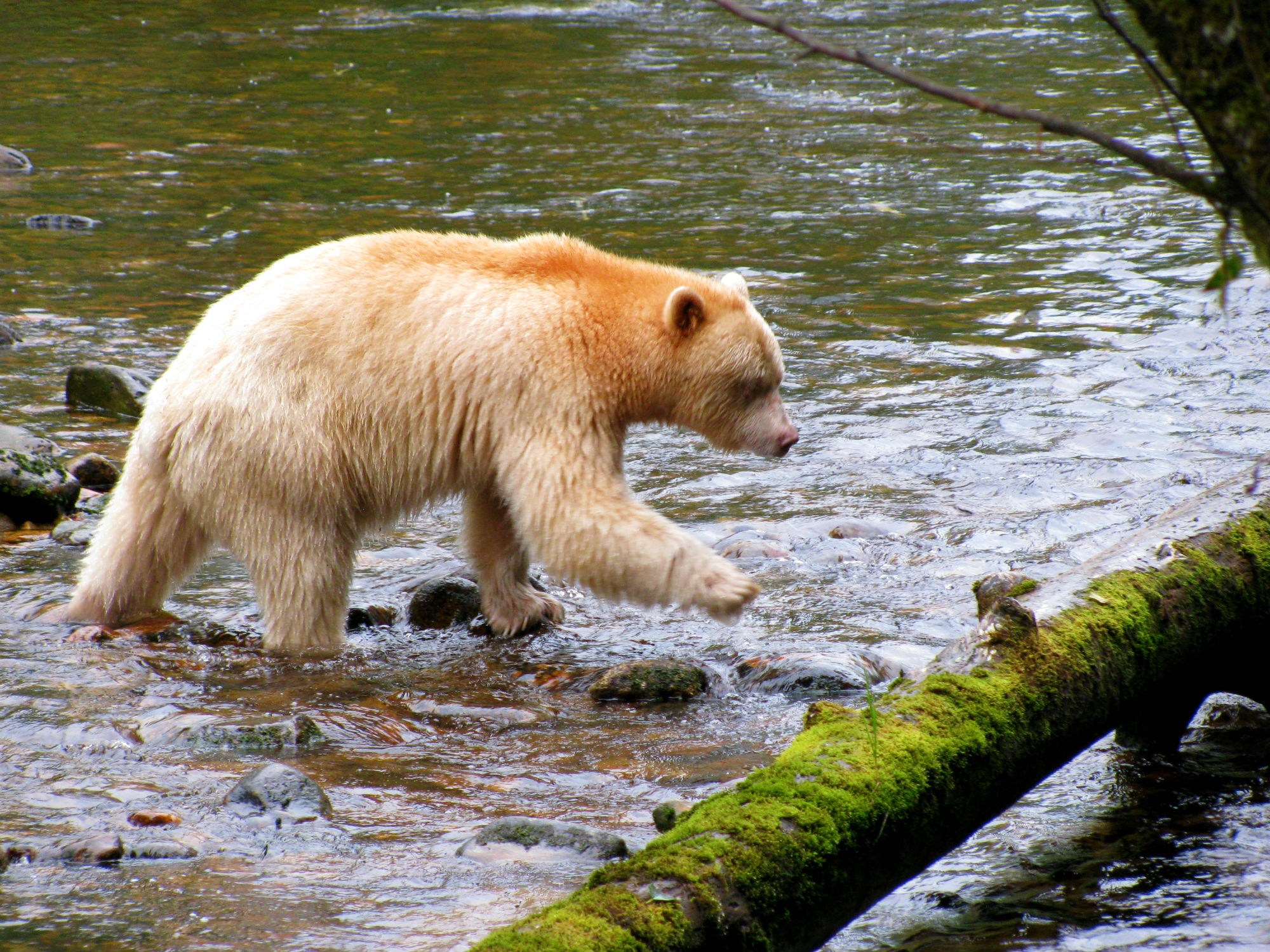 bear, River, Ir Wallpapers HD / Desktop and Mobile Backgrounds