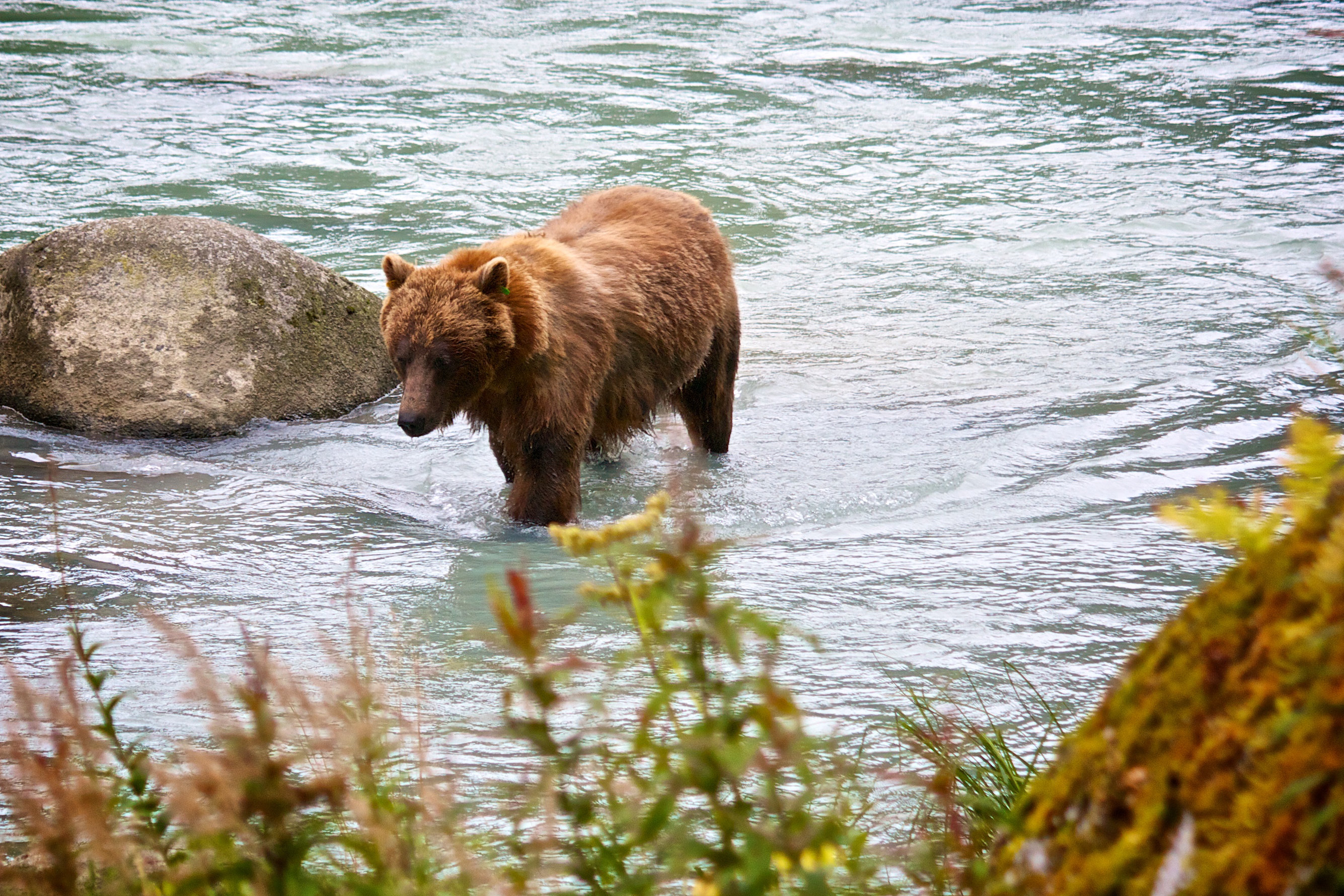 bear, River Wallpapers HD / Desktop and Mobile Backgrounds
