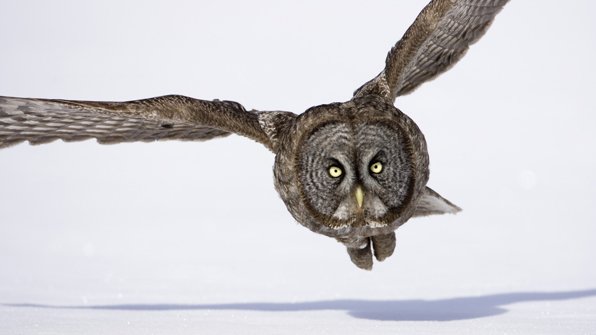gray, Owls, Hunting Wallpapers HD / Desktop and Mobile Backgrounds