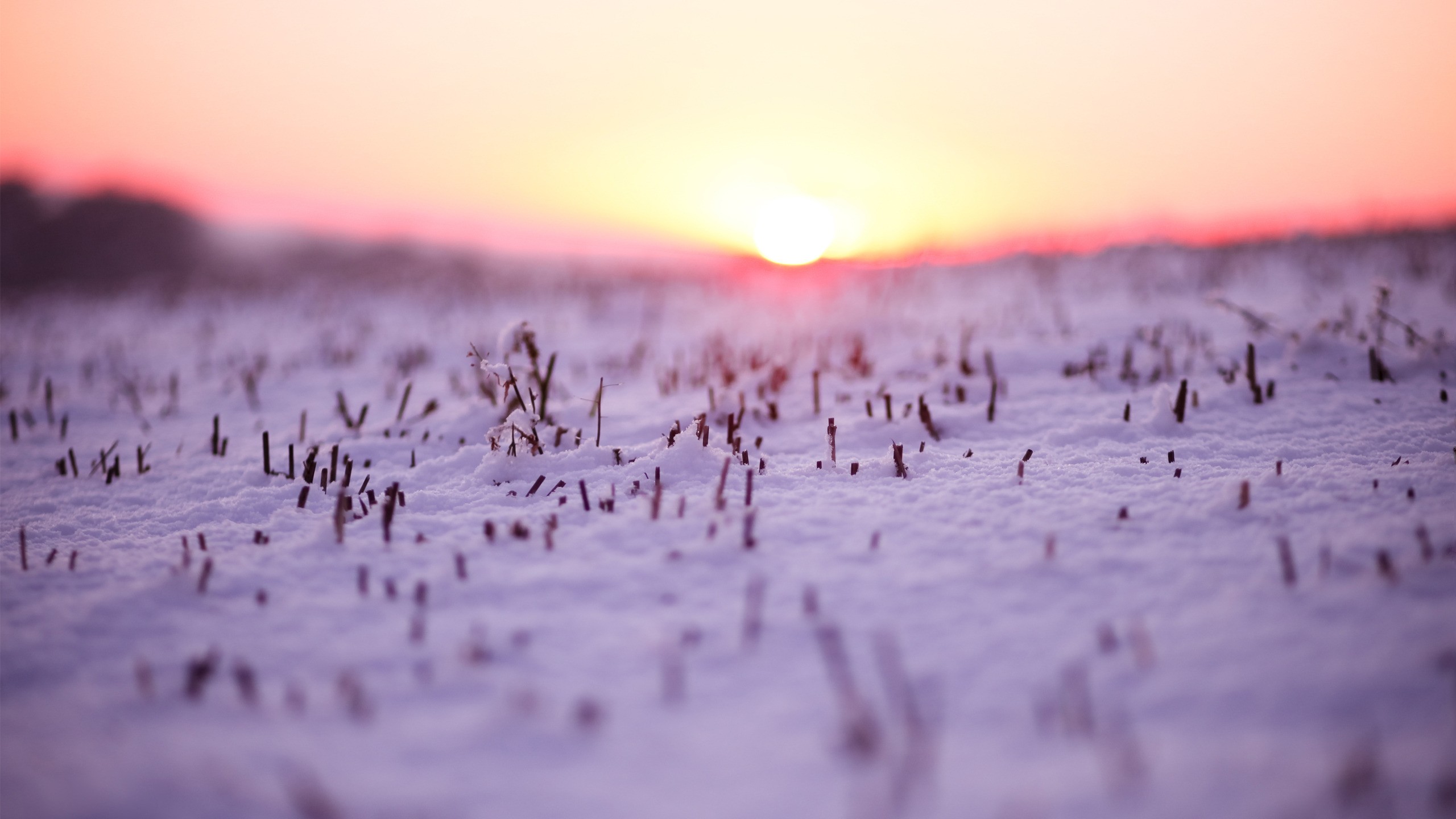 sunset, Landscapes, Nature, Winter, season , Snow, Macro, Depth, Of ...
