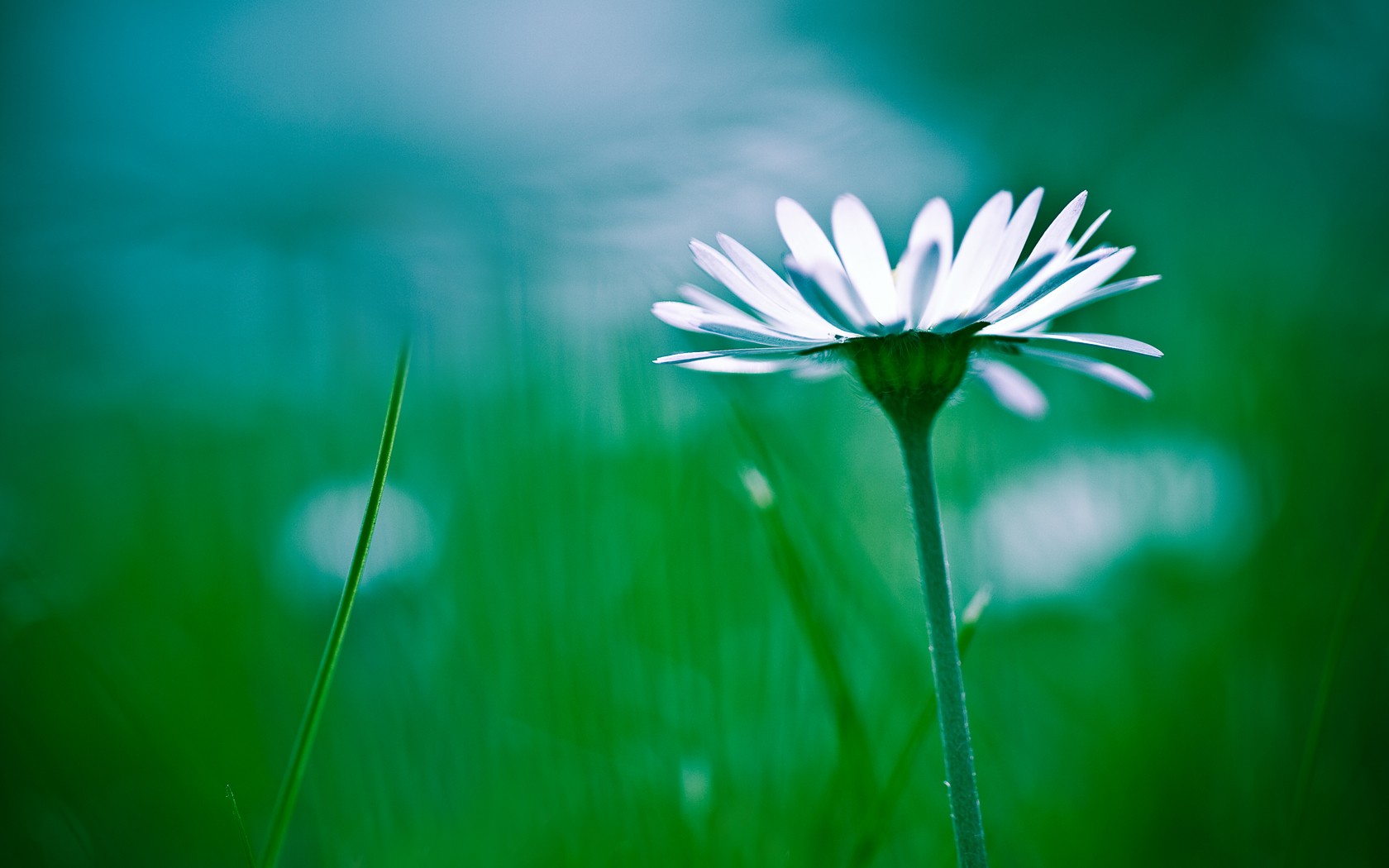 nature, Flowers, Macro Wallpapers HD / Desktop and Mobile Backgrounds