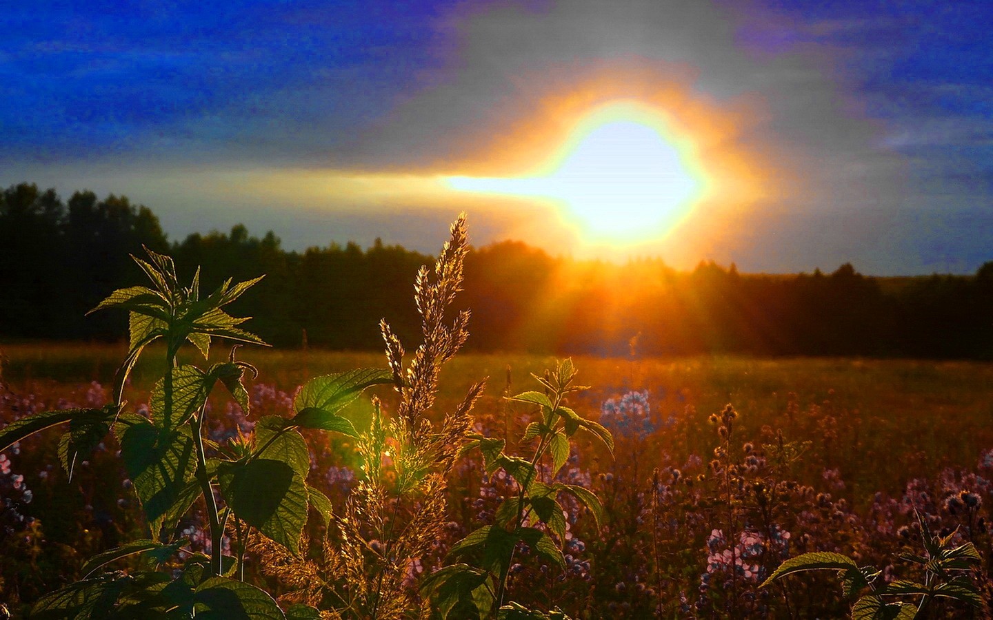 sunrise, Nature Wallpapers HD / Desktop and Mobile Backgrounds