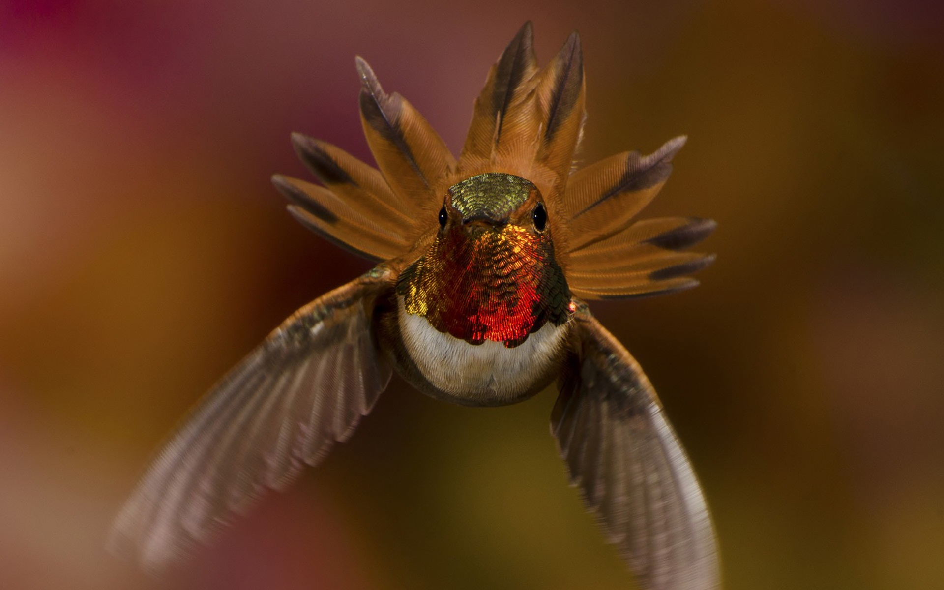 nature, Animal, Bird, Water, Reflection, Green, National, Geographic ...