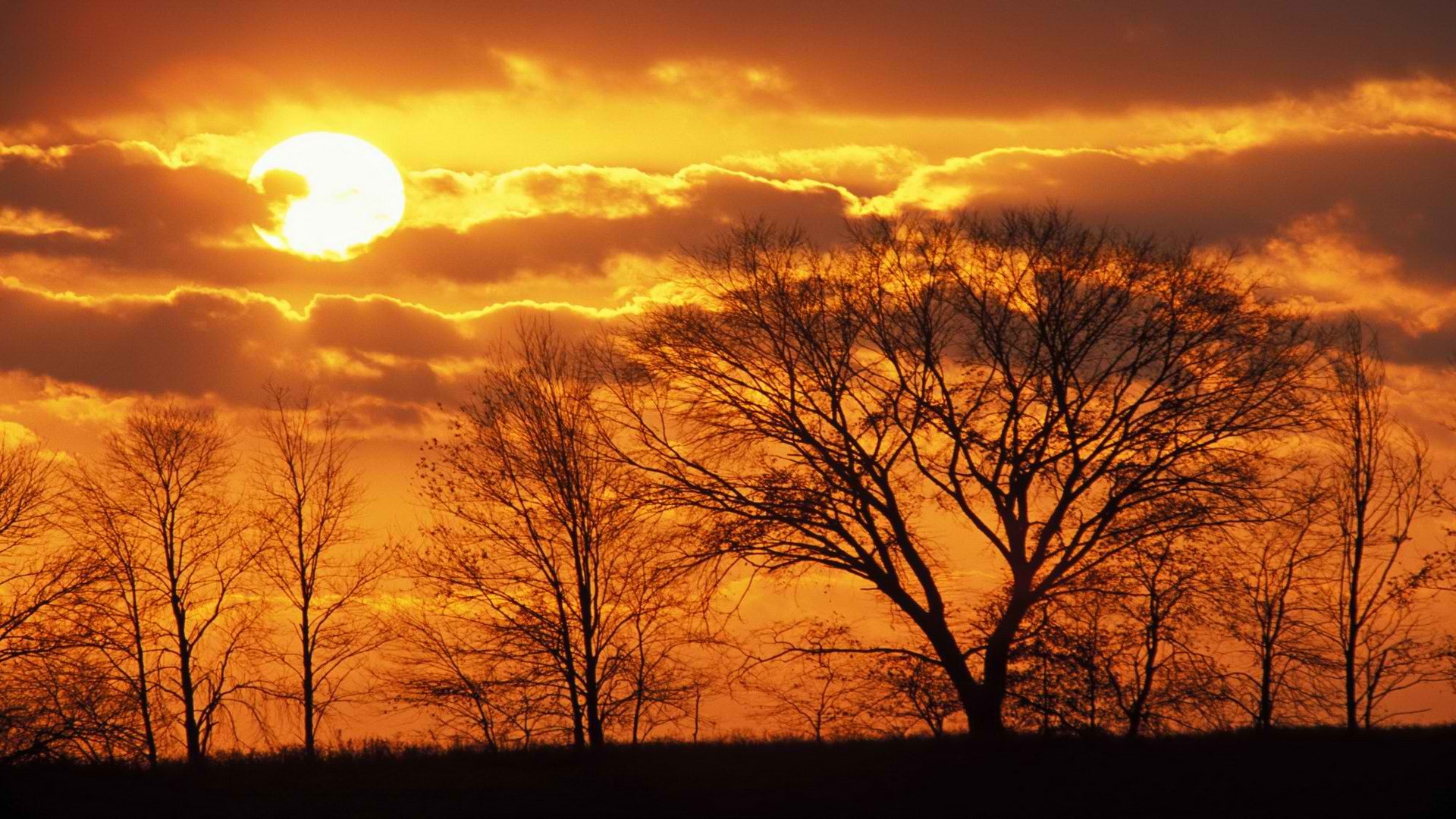 sunset, Trees Wallpapers HD / Desktop and Mobile Backgrounds