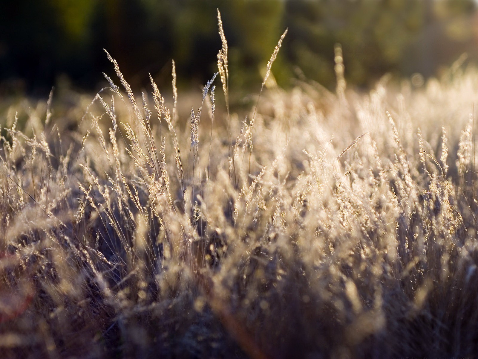 nature, Grass, Macro Wallpapers HD / Desktop and Mobile Backgrounds