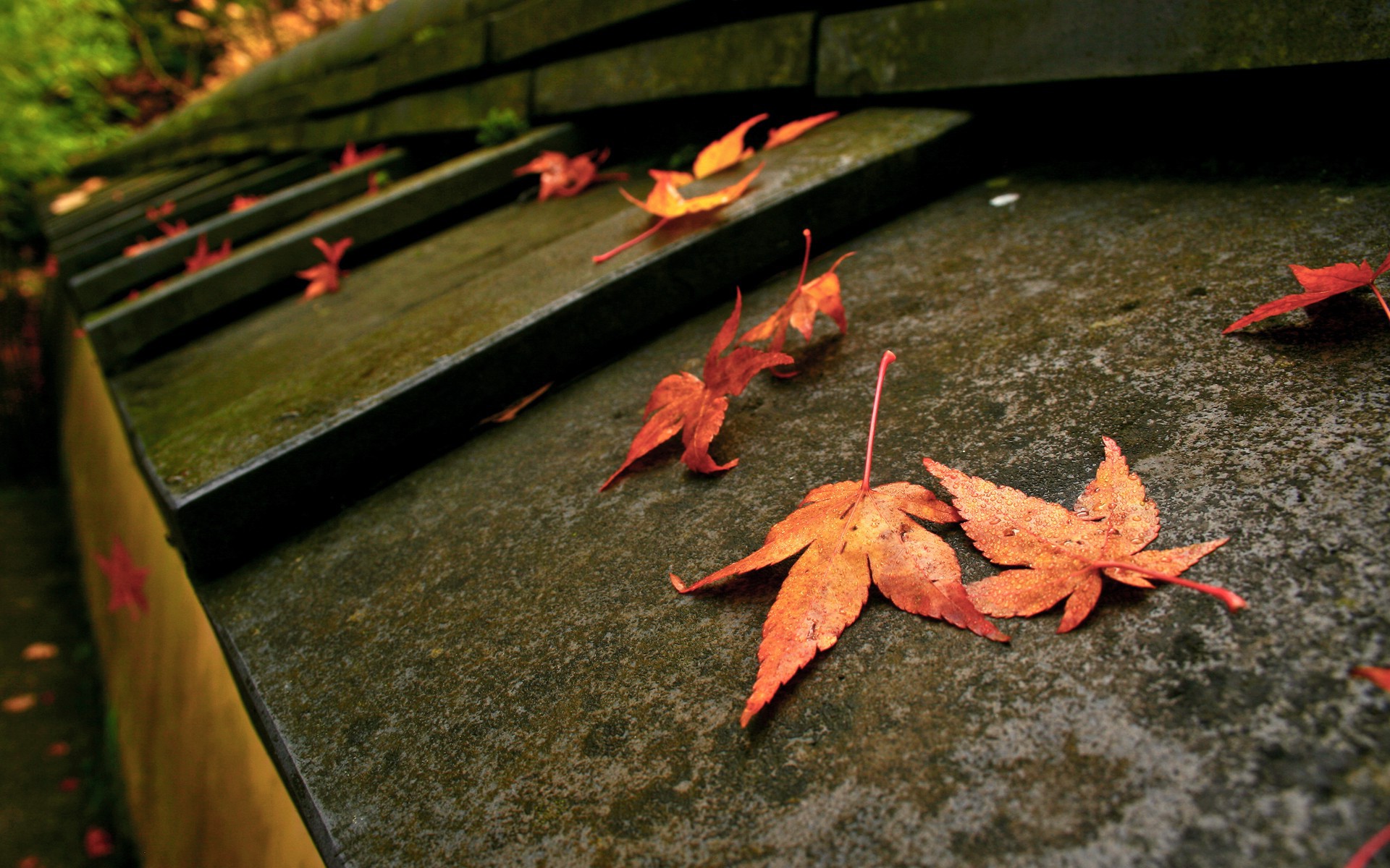 autumn, Leaves, Fallen, Leaves Wallpapers HD / Desktop and Mobile ...