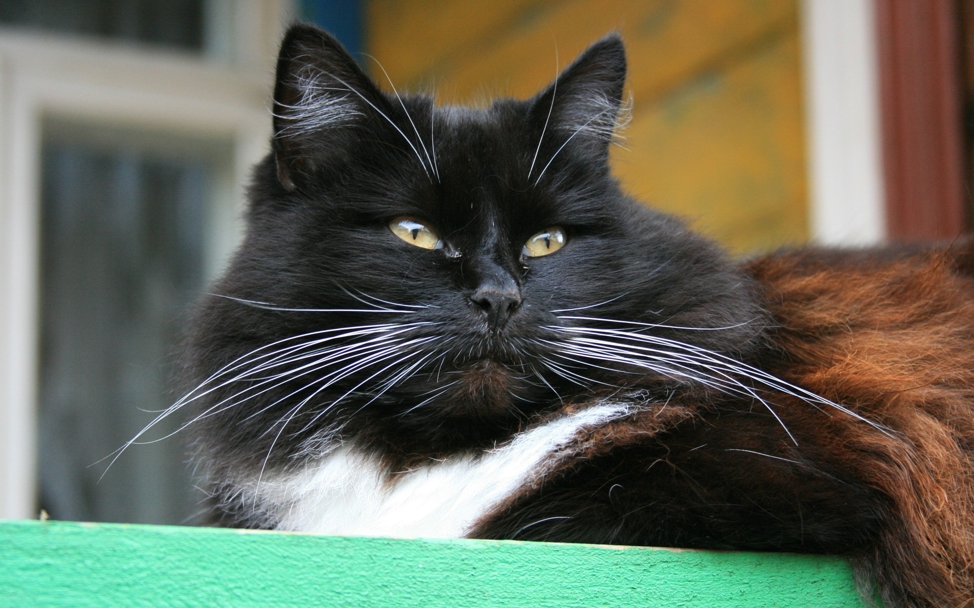 animals, Fat, Fluffy, Watch Wallpapers HD / Desktop and Mobile Backgrounds