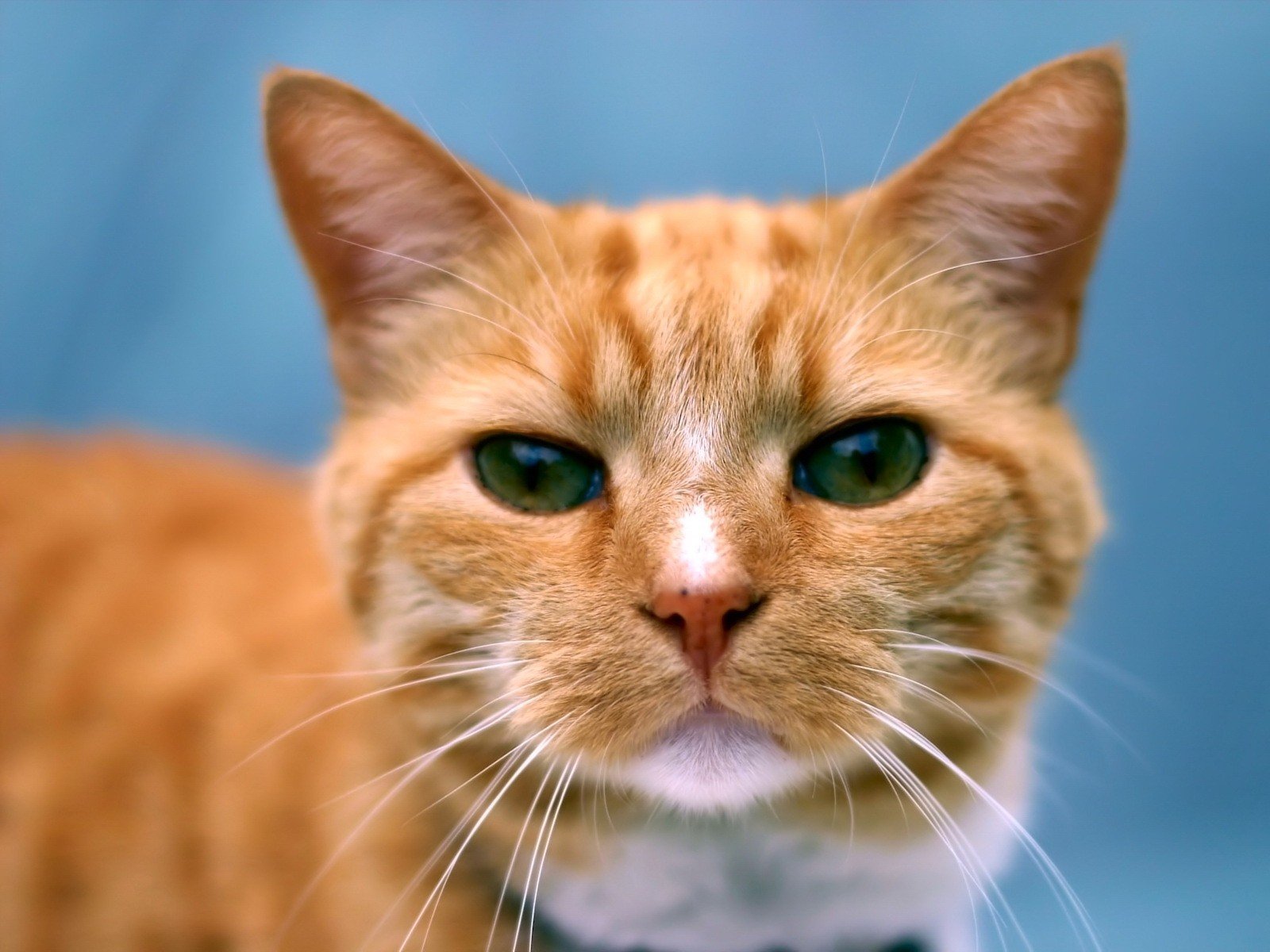 nature, Cats, Animals, Pets Wallpapers HD / Desktop and Mobile Backgrounds