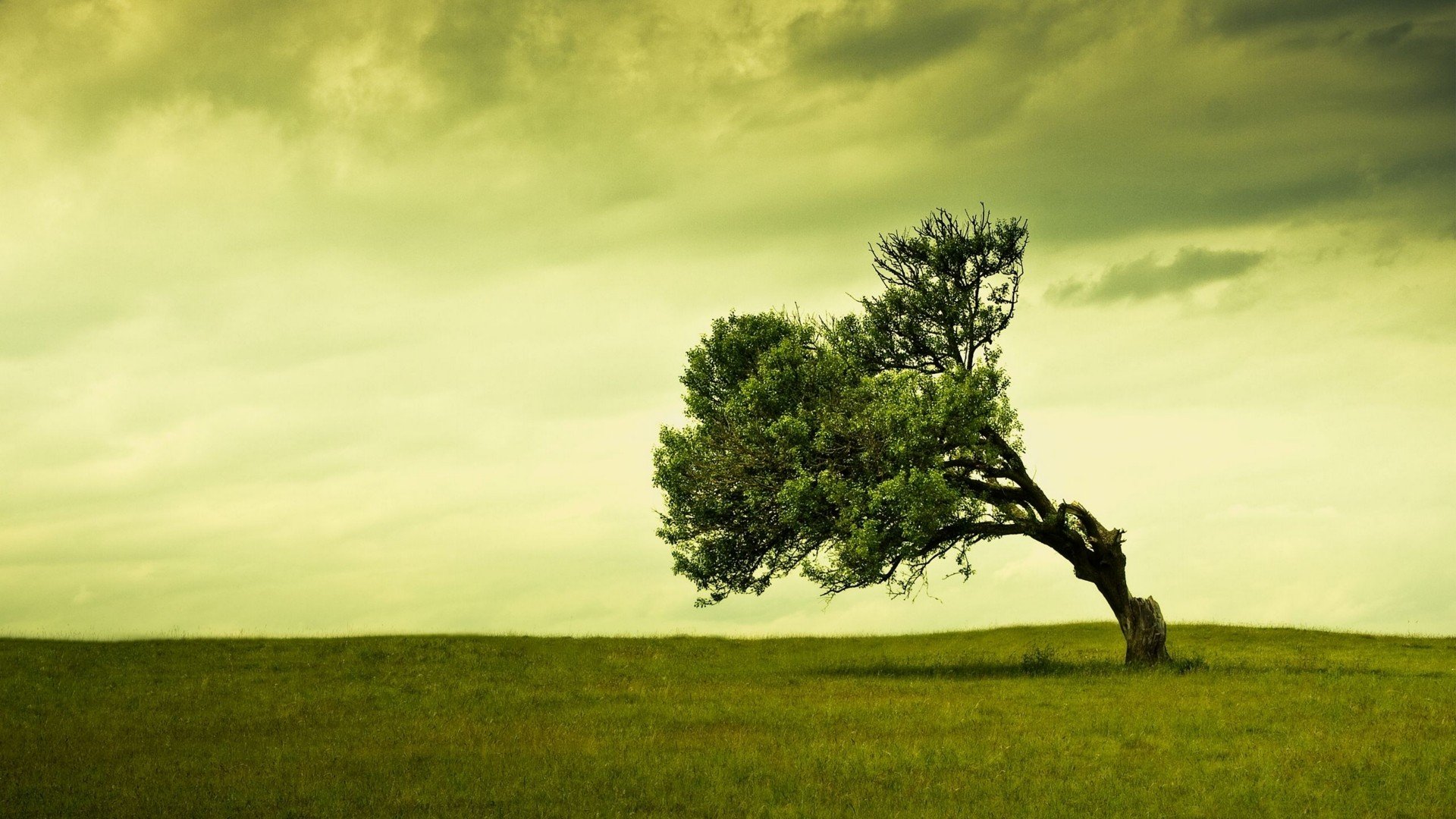 landscapes, Trees, Grass Wallpapers HD / Desktop and Mobile Backgrounds