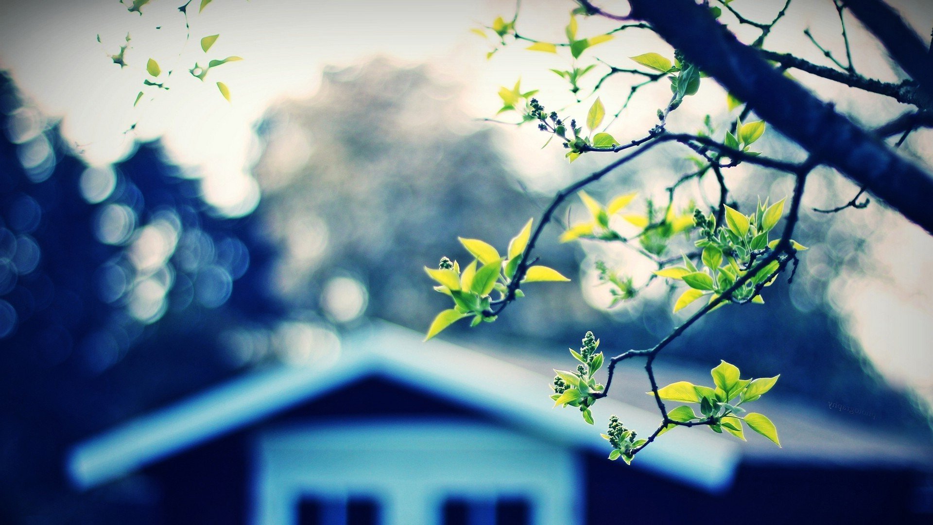 trees, Houses Wallpapers HD / Desktop and Mobile Backgrounds