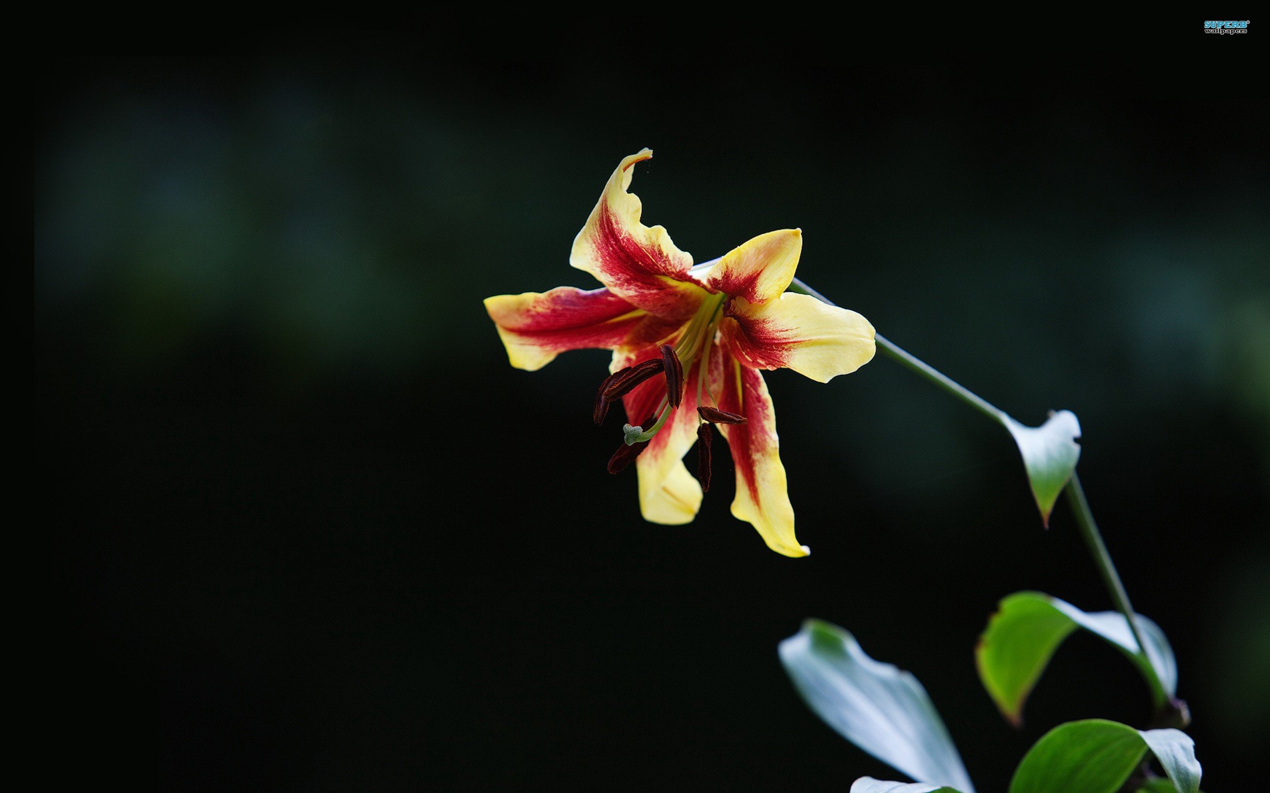 nature, Lilies Wallpapers HD / Desktop and Mobile Backgrounds