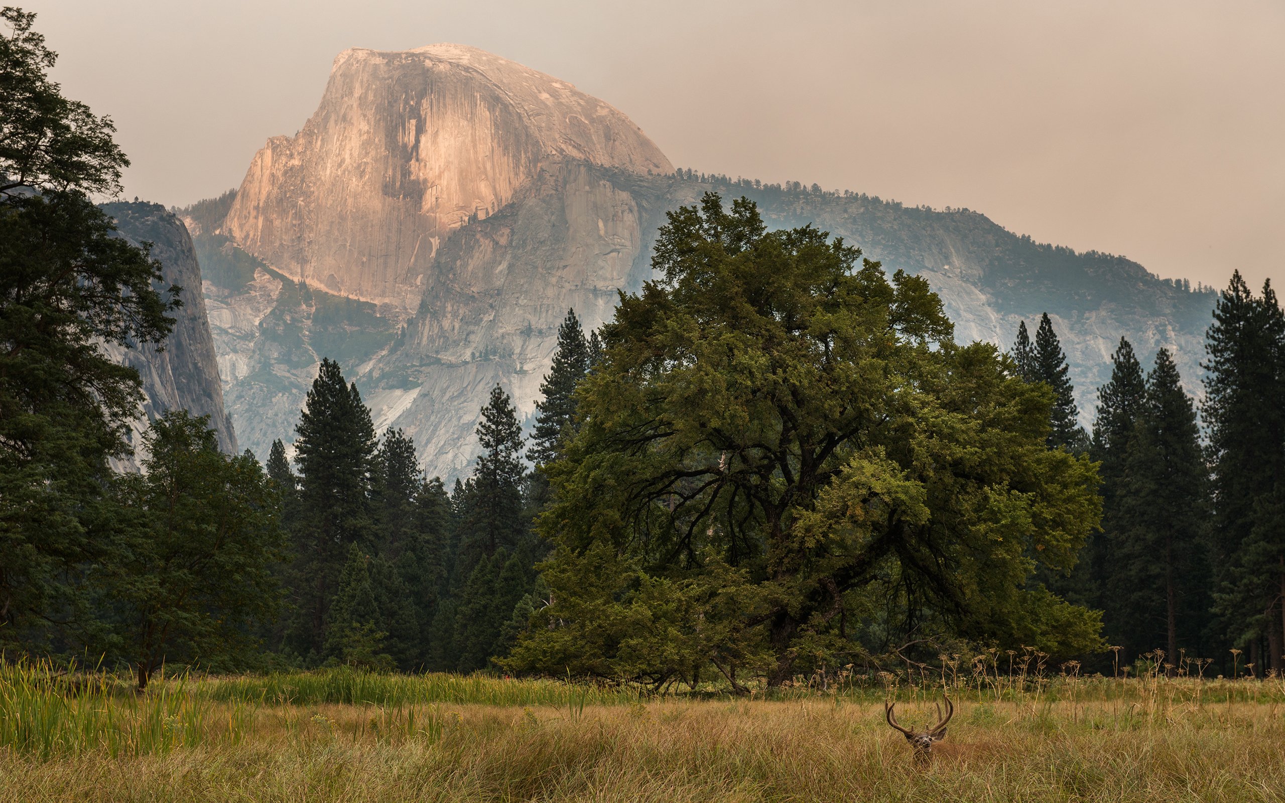 yosemite, Trees, Mountain, Grass, Deer Wallpapers HD / Desktop and ...