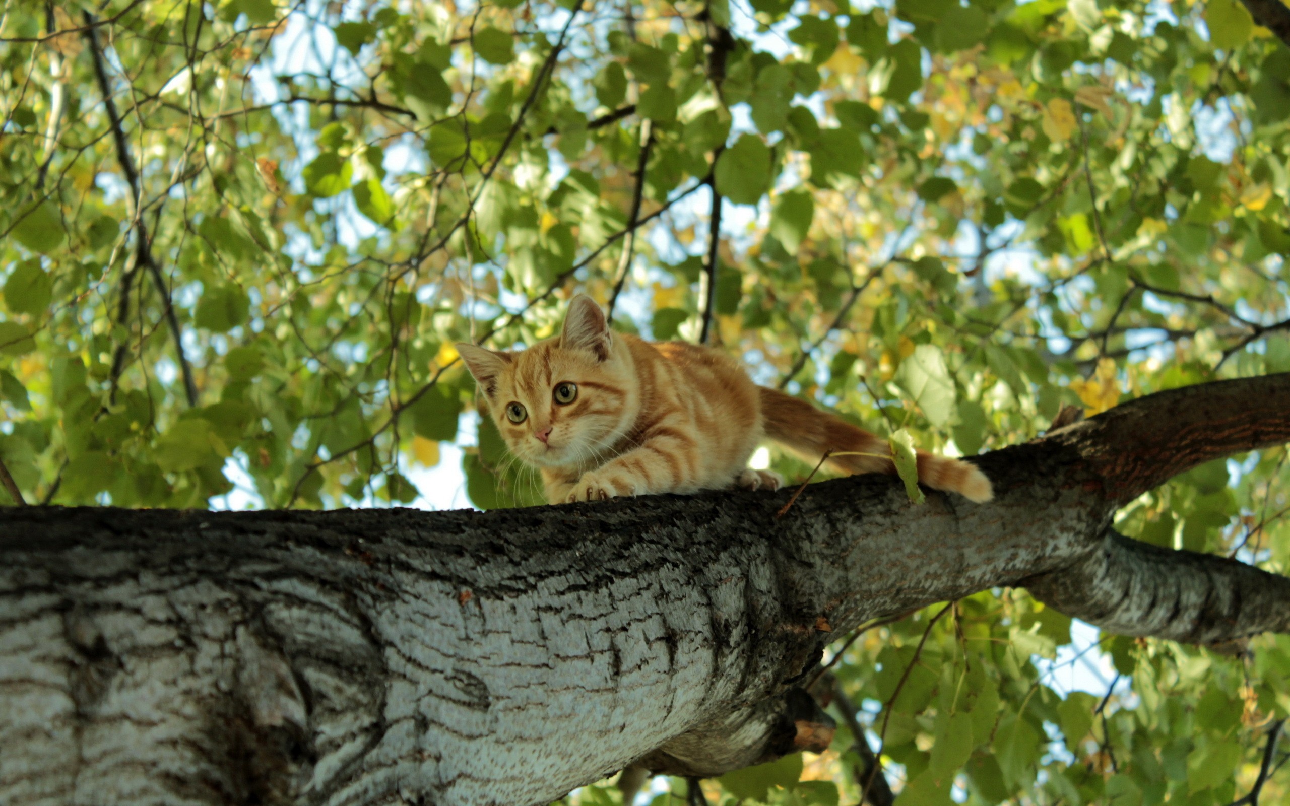 cat, On, A, Tree Wallpapers HD / Desktop and Mobile Backgrounds