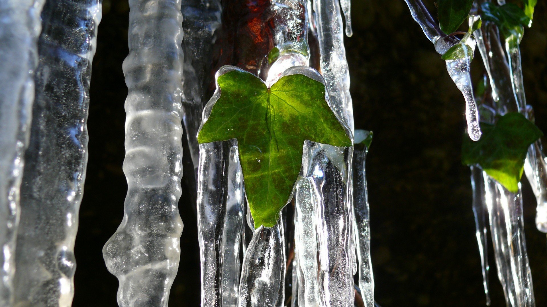 ice, Nature, Leaf Wallpapers HD / Desktop and Mobile Backgrounds