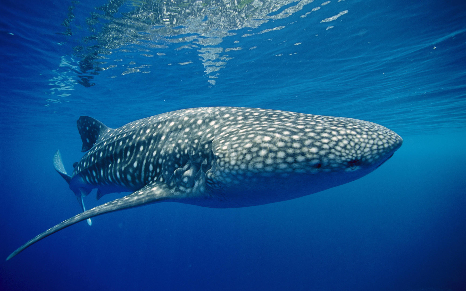 animals, Whales, Underwater, Ocean, Sea, Water, Spots, Fins, Eyes ...
