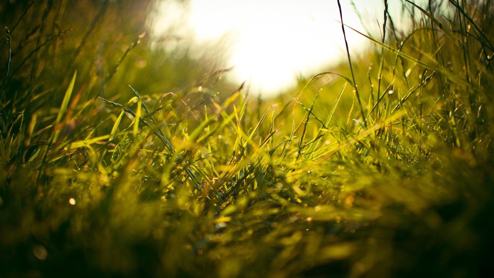 grass Wallpapers HD / Desktop and Mobile Backgrounds