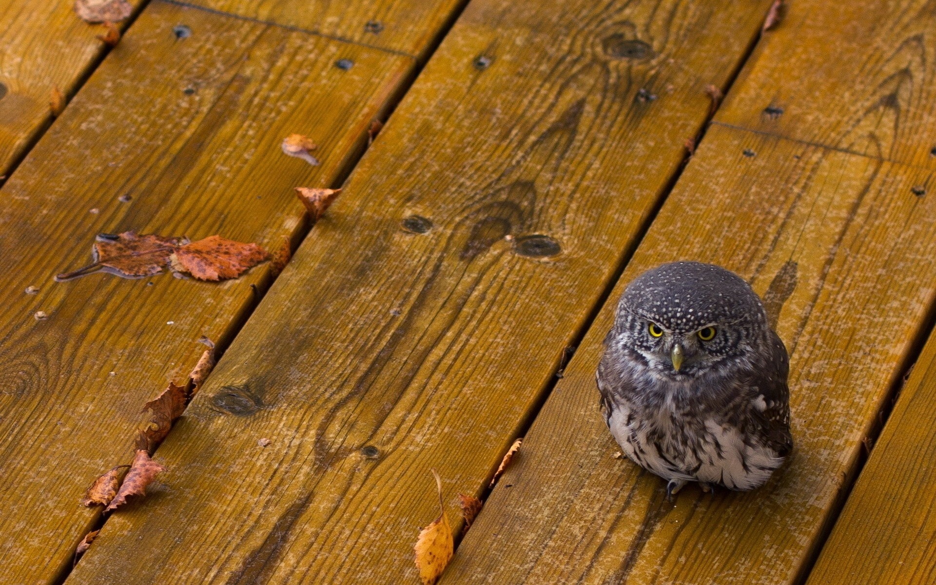 animals, Birds, Owls, Wood, Babies, Cute, Predator, Eyes, Feather, Rain ...