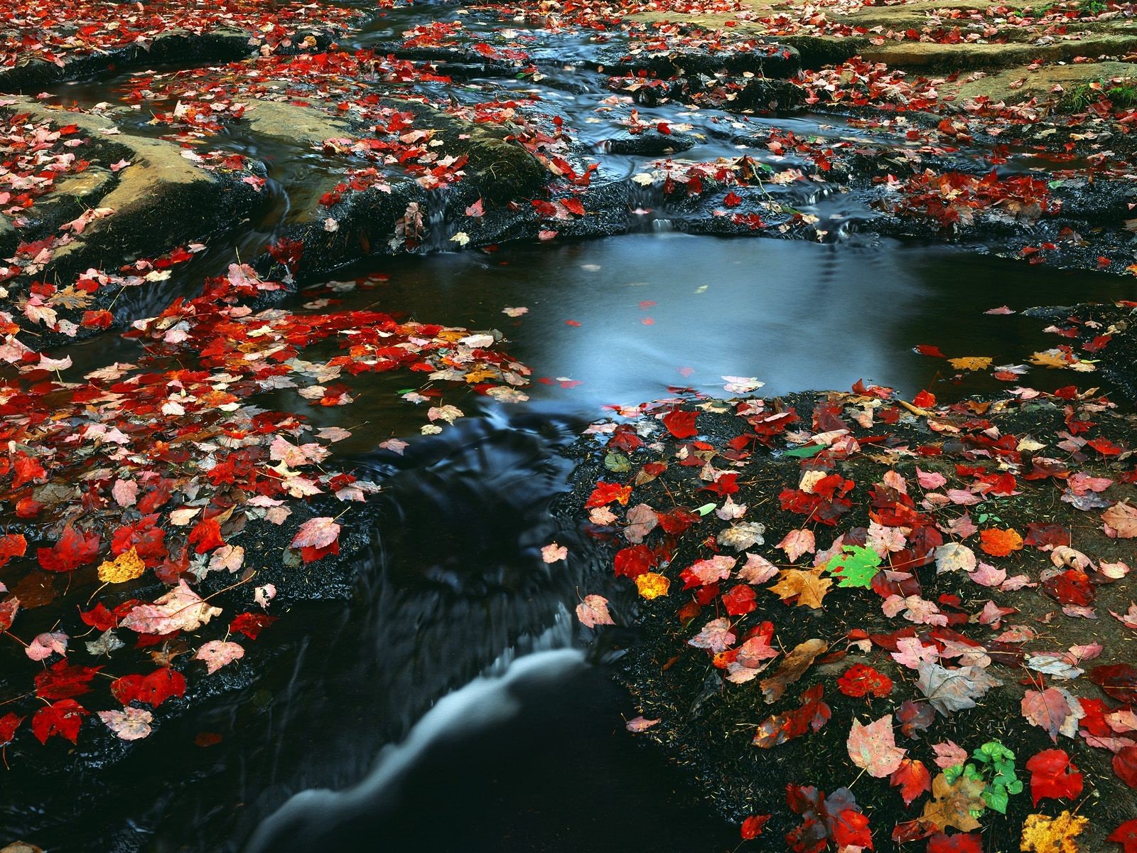 nature, Planets, Wildlife, Earth Wallpapers HD / Desktop and Mobile ...
