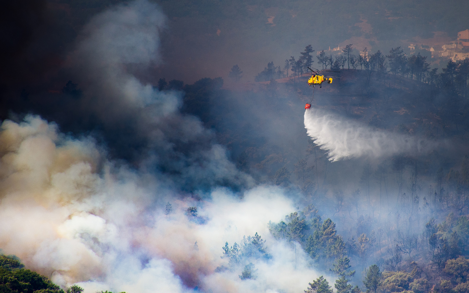 nature, Landscapes, Trees, Forests, Destruction, Devastation, Fire ...