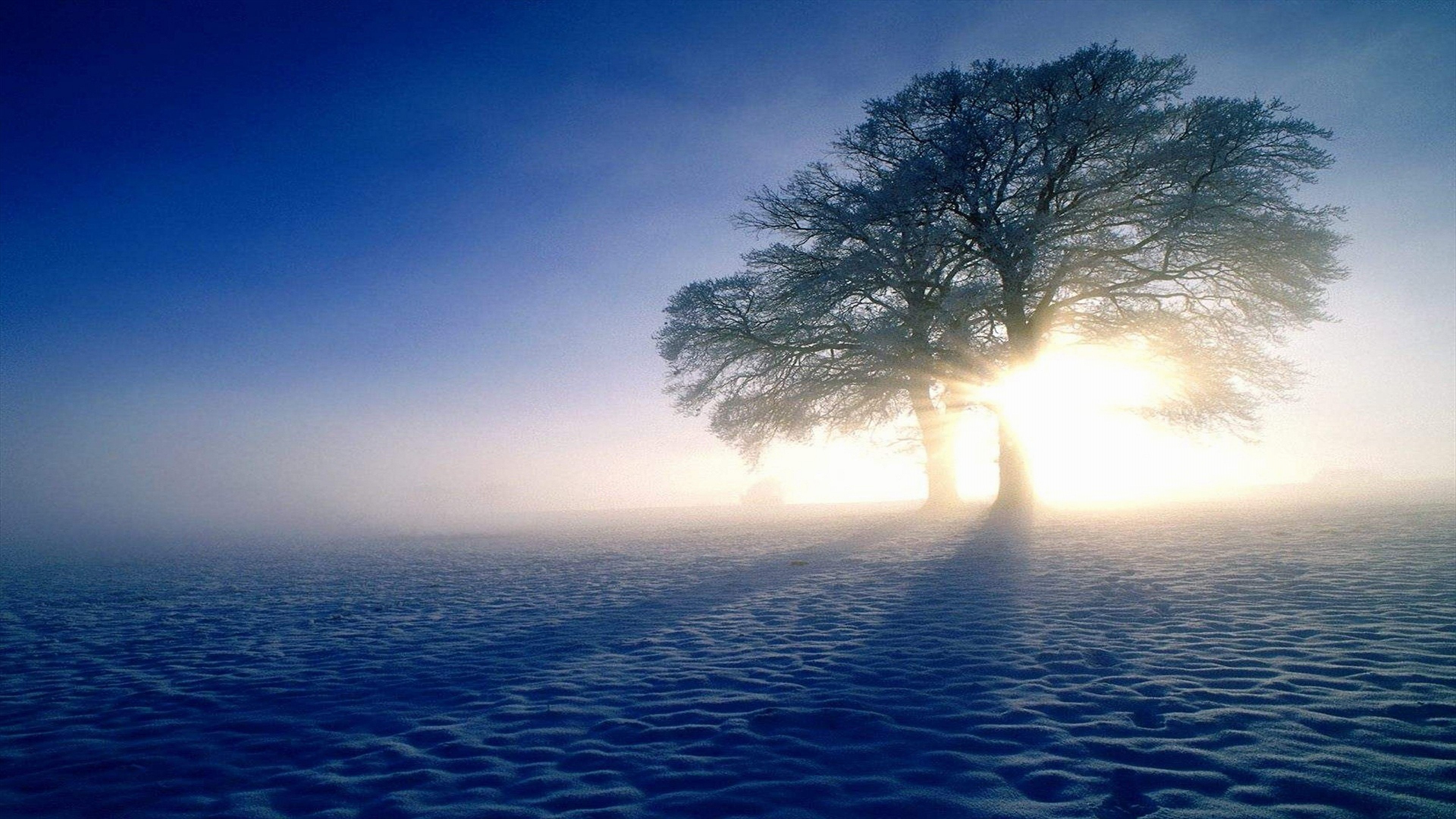 plandscapes, Nature, Winter, Snow, Sun, Trees, Shadows, Hdr ...