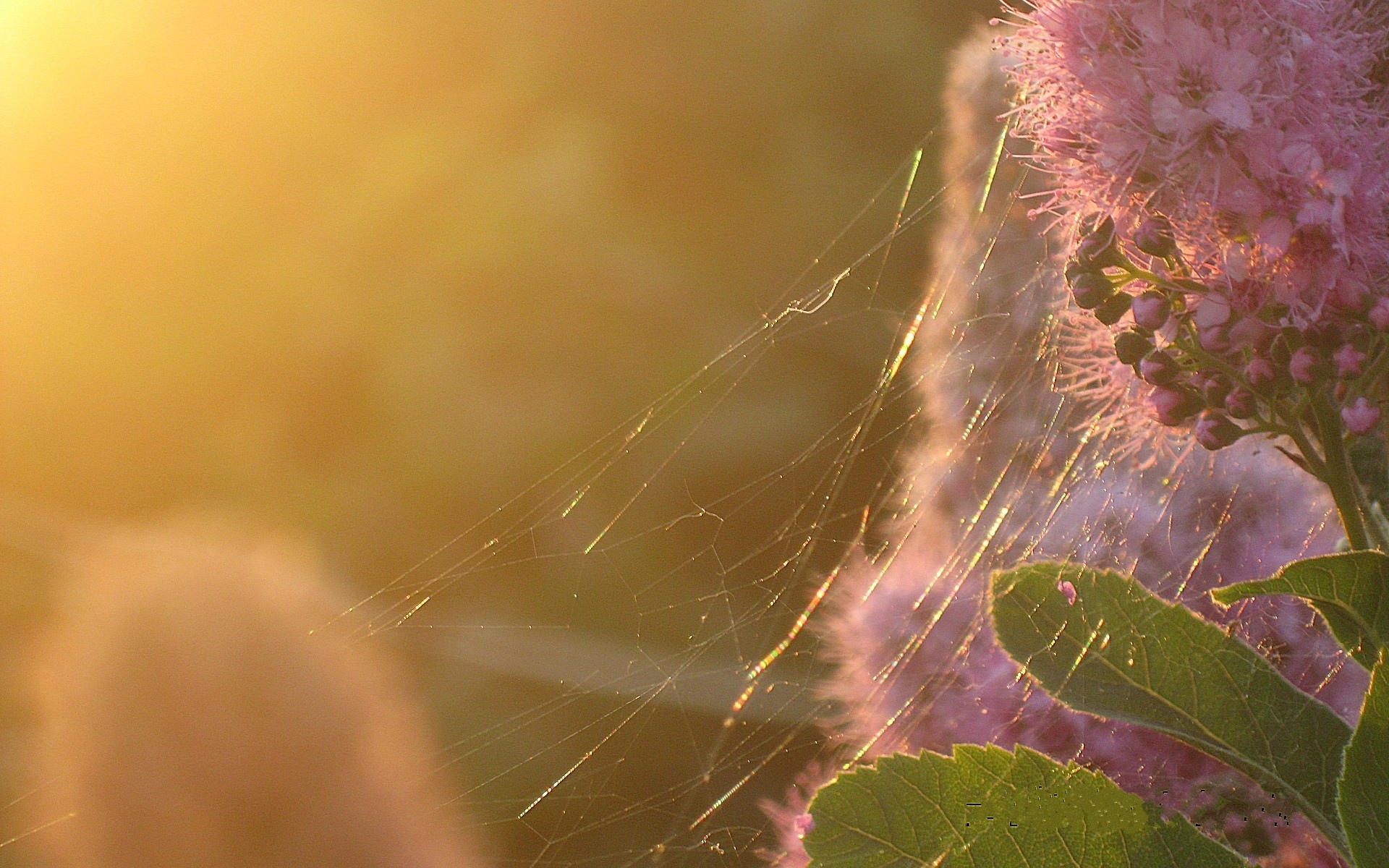 web Wallpapers HD / Desktop and Mobile Backgrounds