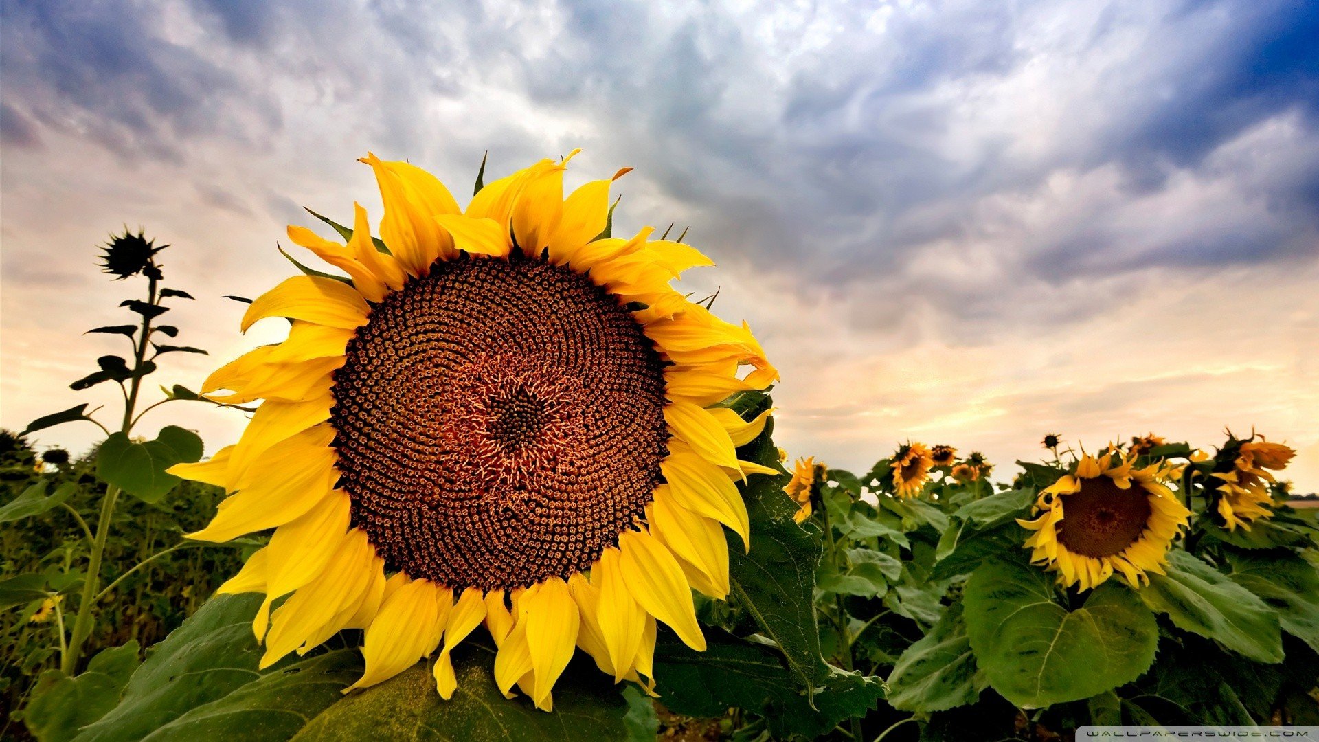 nature, Flowers, Sunflowers Wallpapers HD / Desktop and Mobile Backgrounds