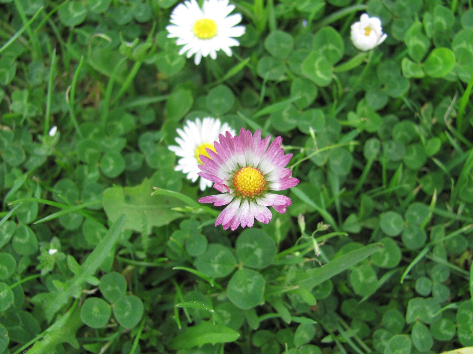 nature, Multicolor, Flowers Wallpapers HD / Desktop and Mobile Backgrounds