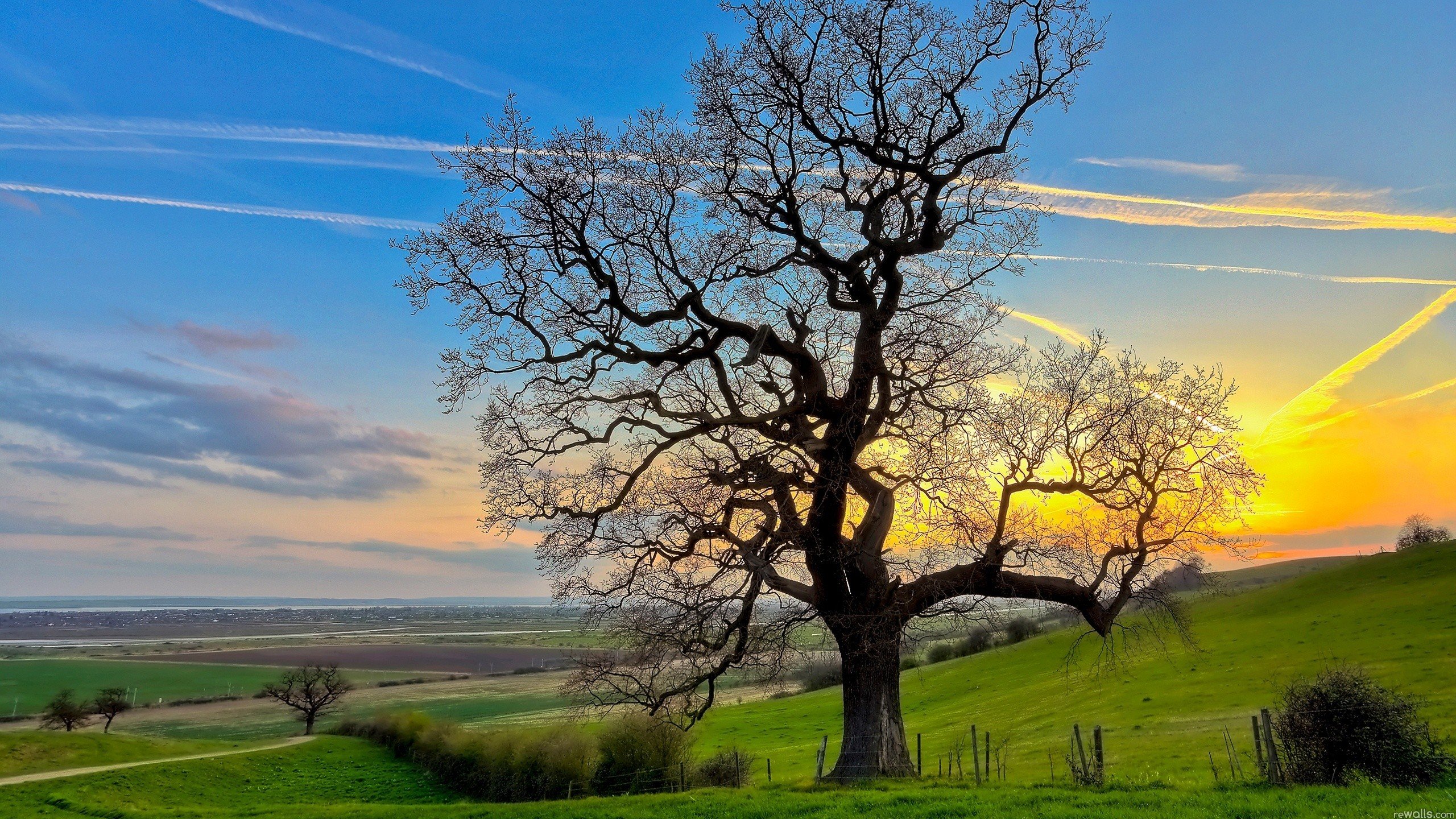 landscapes, Trees Wallpapers HD / Desktop and Mobile Backgrounds