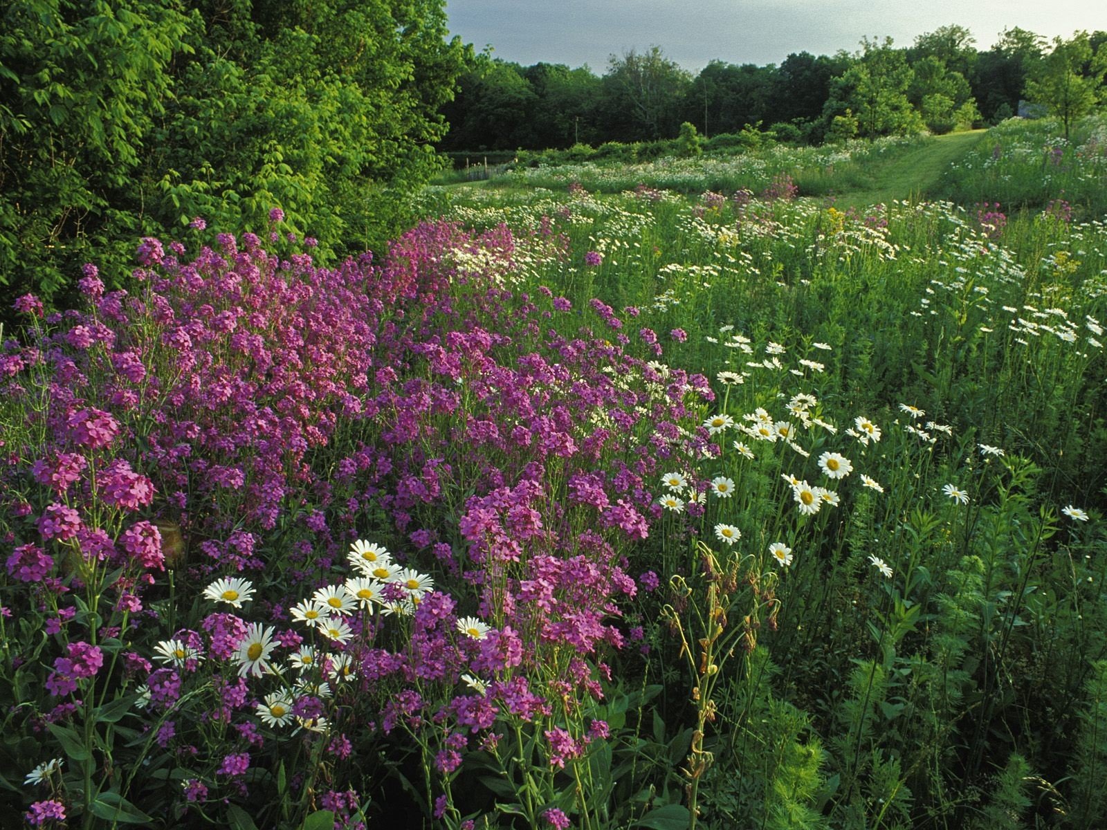 nature, Flowers, Meadows Wallpapers HD / Desktop and Mobile Backgrounds