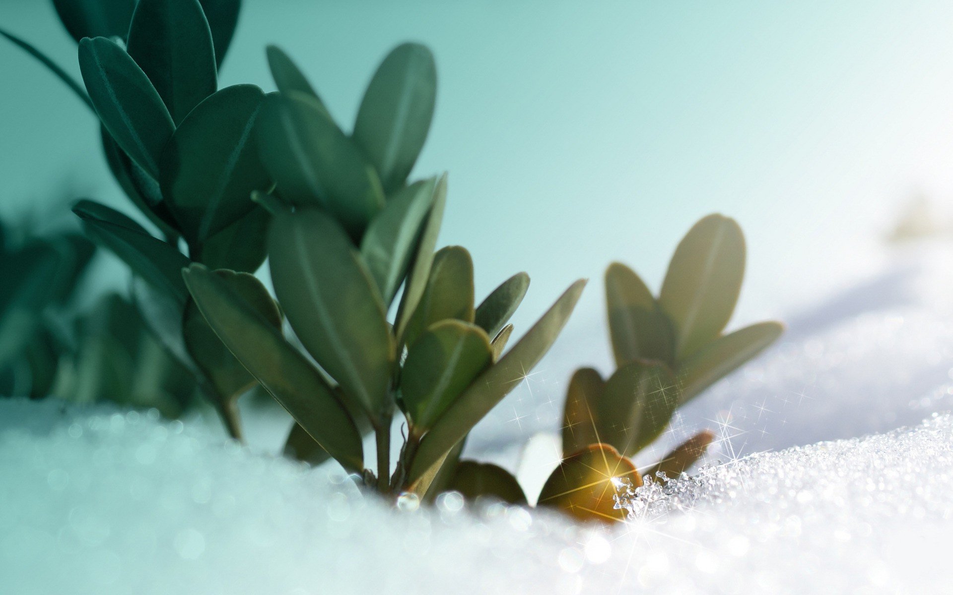 nature, Winter, Snow, Plants Wallpapers HD / Desktop and Mobile Backgrounds