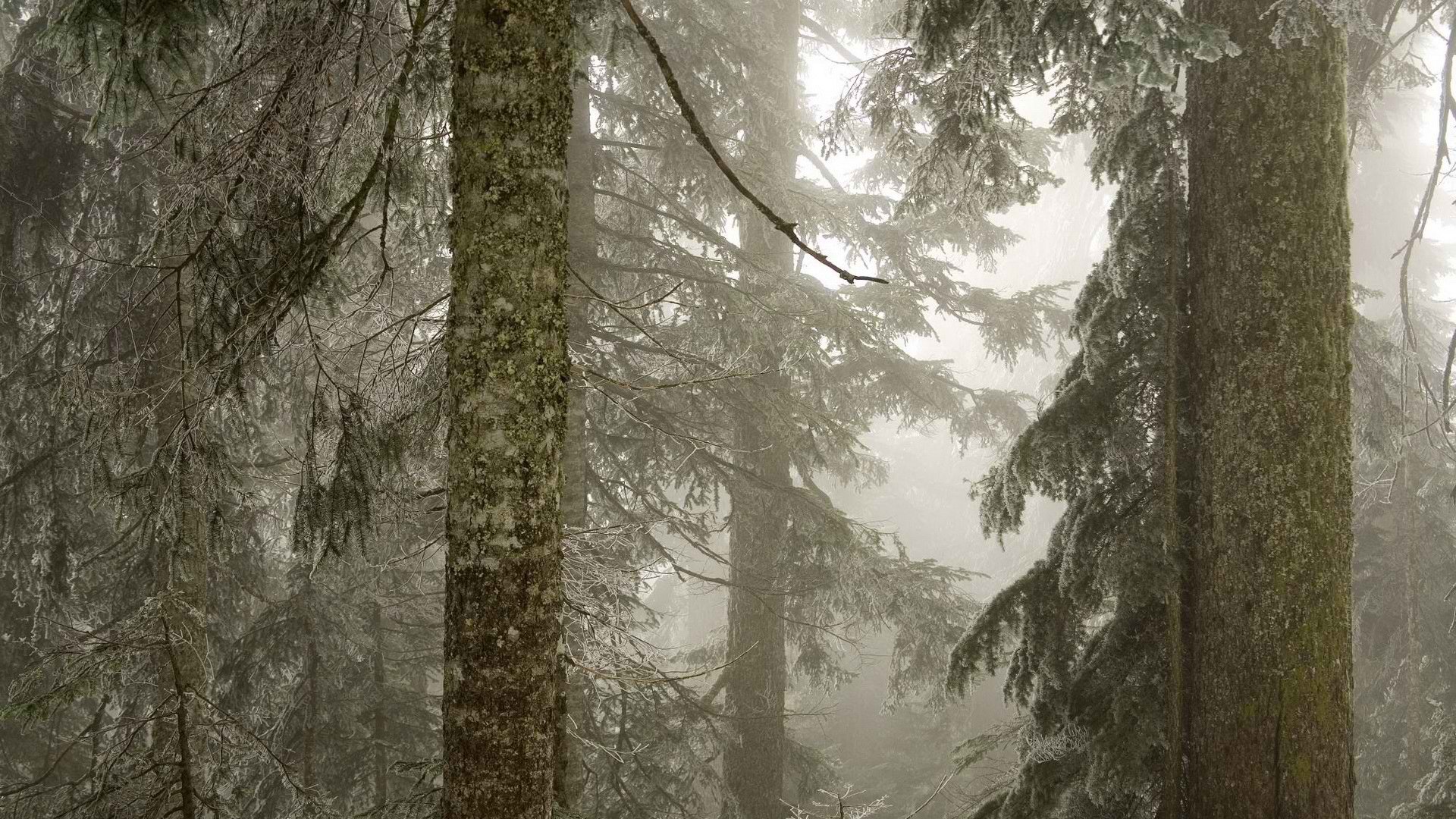 ice, Trees, Forests, Fog, National, Baker, Washington, Mount Wallpapers ...