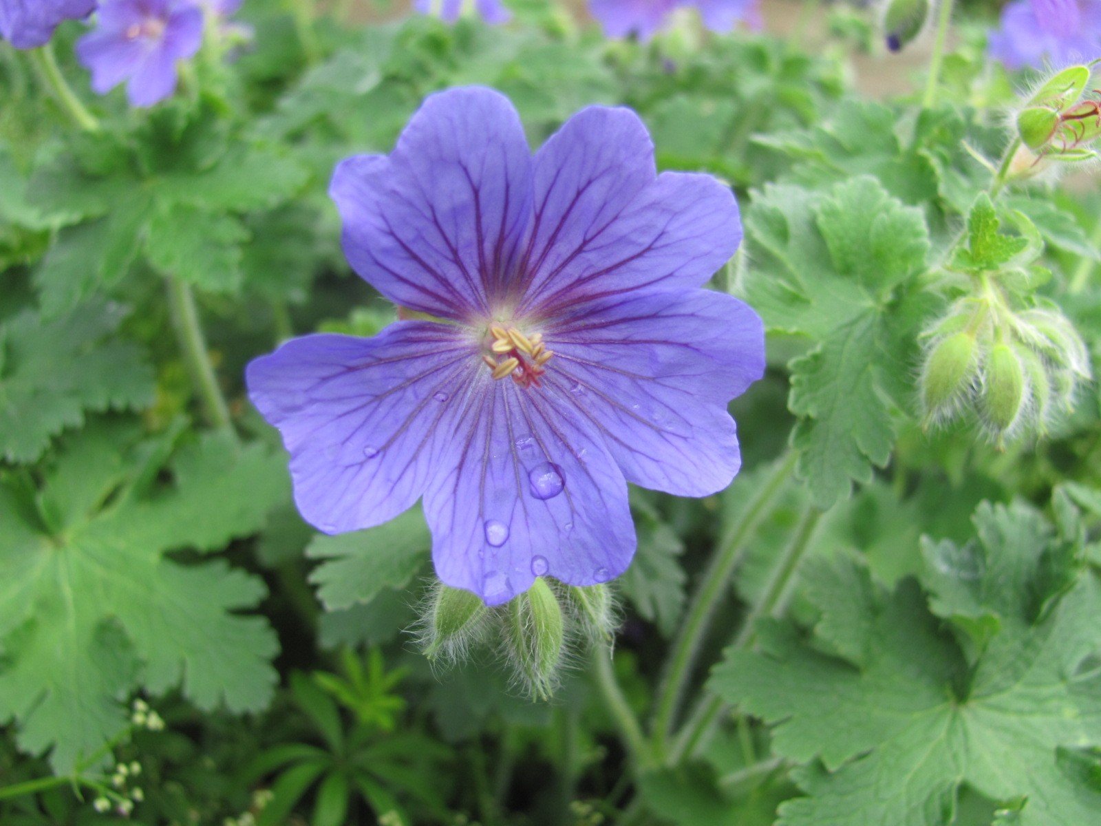 nature, Multicolor, Flowers Wallpapers HD / Desktop and Mobile Backgrounds