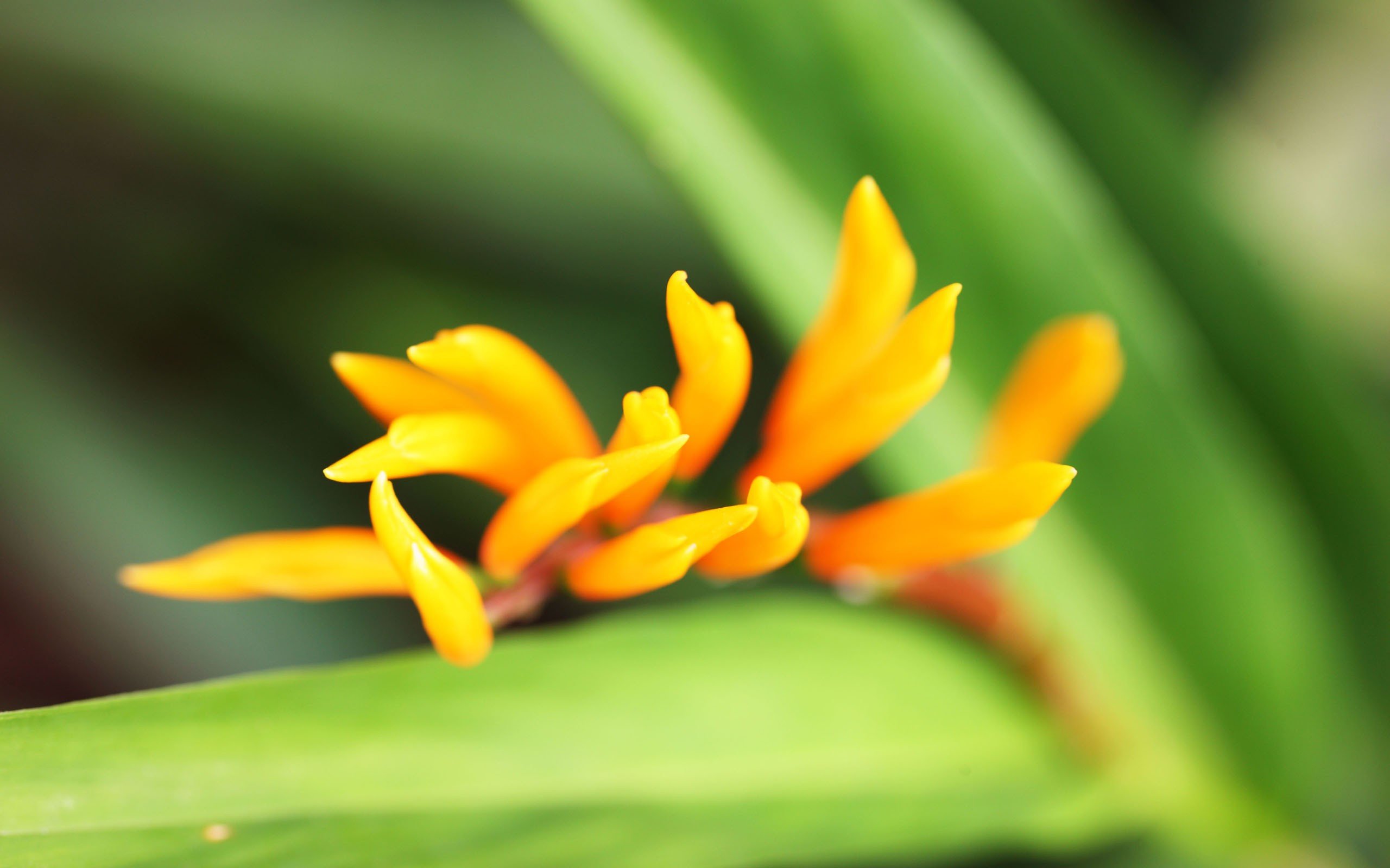 nature, Trees, Flowers, Forests Wallpapers HD / Desktop and Mobile ...