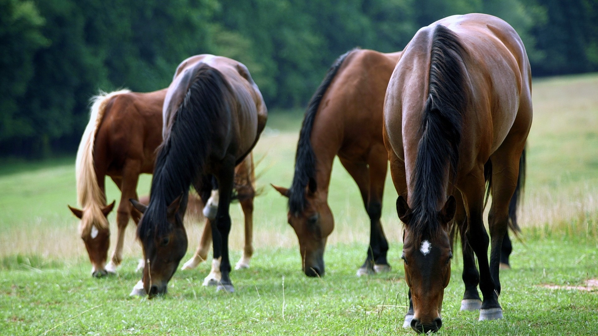 horses, Pasture Wallpapers HD / Desktop and Mobile Backgrounds
