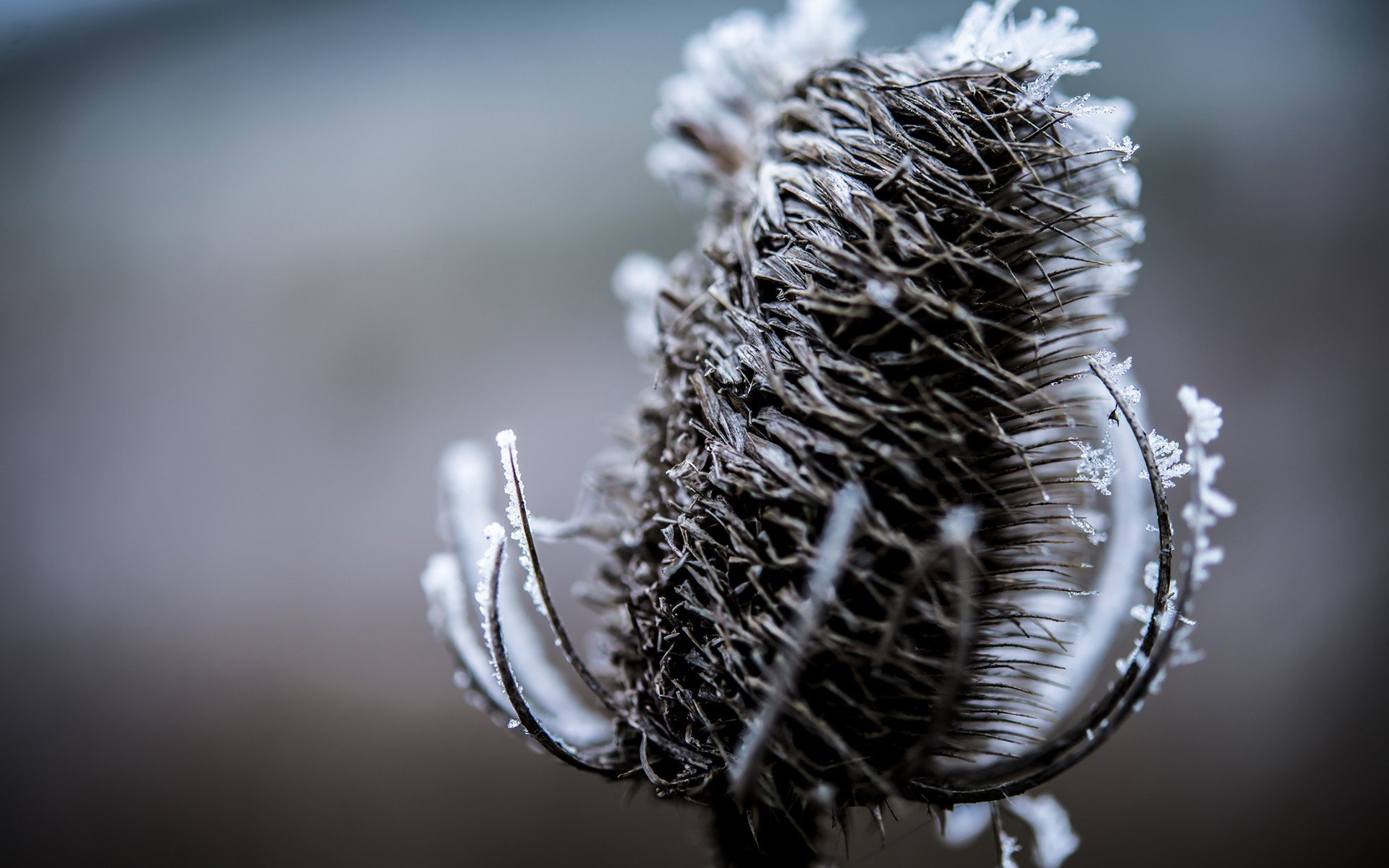 plants, Frost, Macro Wallpapers HD / Desktop and Mobile Backgrounds