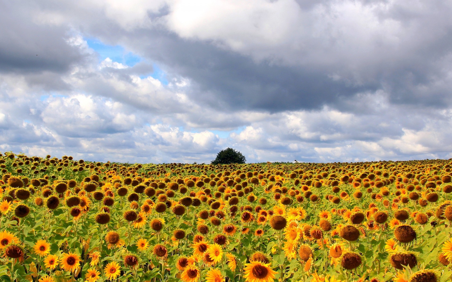 landscapes, Fields, Sunflower, Trees, Yellow, Sky, Clouds Wallpapers HD ...