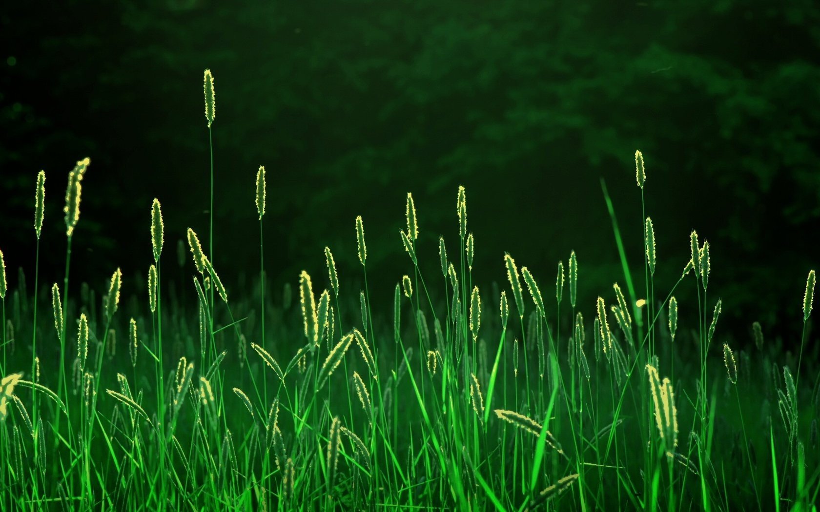 grass Wallpapers HD / Desktop and Mobile Backgrounds