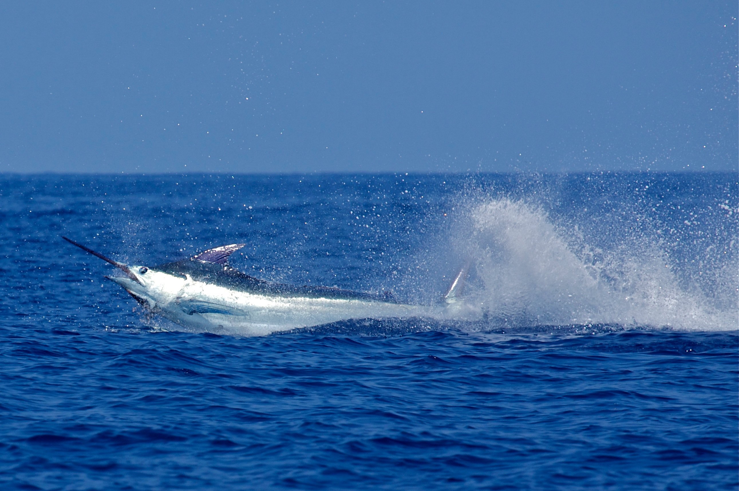 fishing, Fish, Sport, Water, Fishes, 16 Wallpapers HD / Desktop and ...