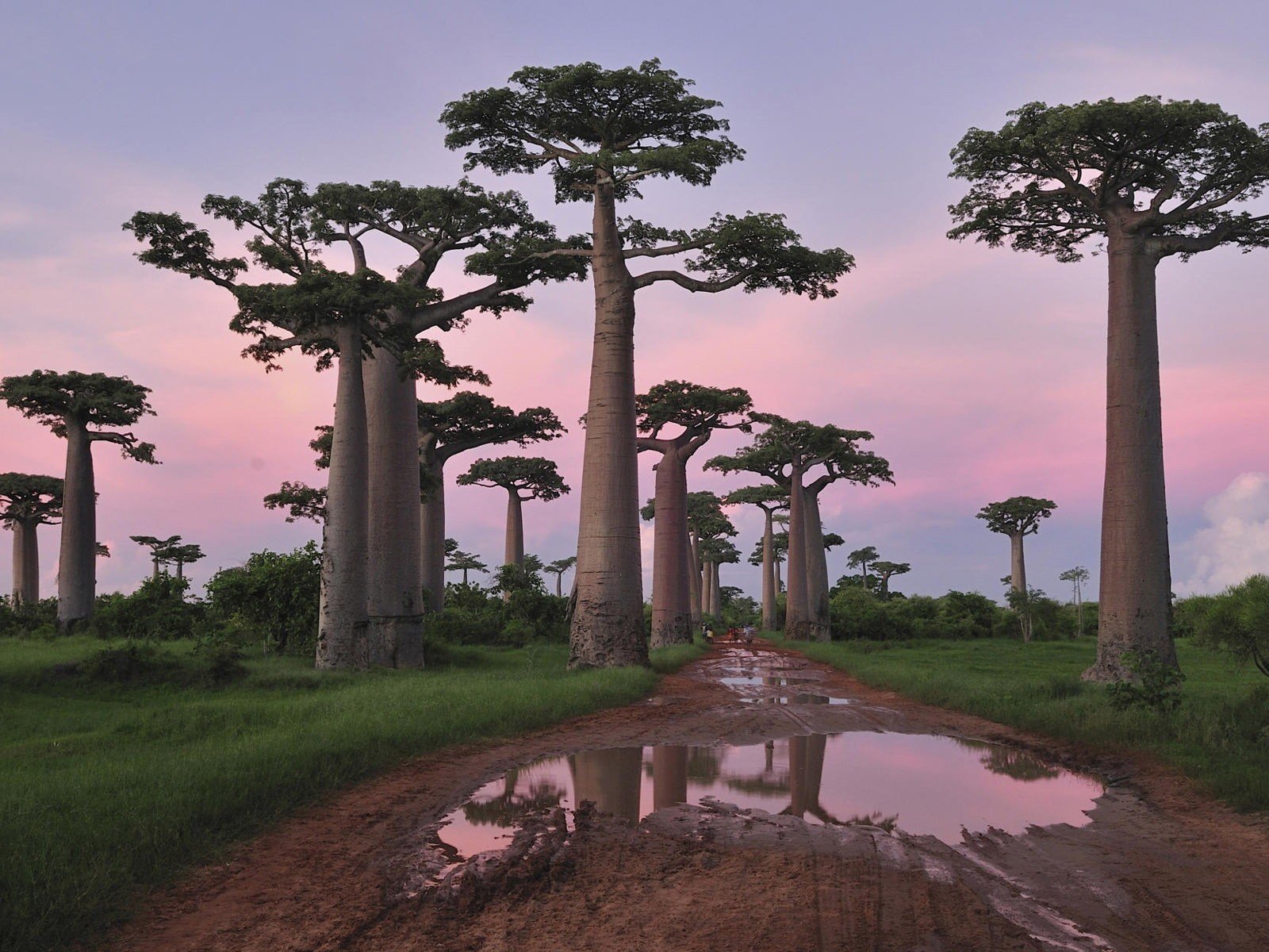 trees, Madagascar, Baobab, Grandidiers Wallpapers HD / Desktop and ...