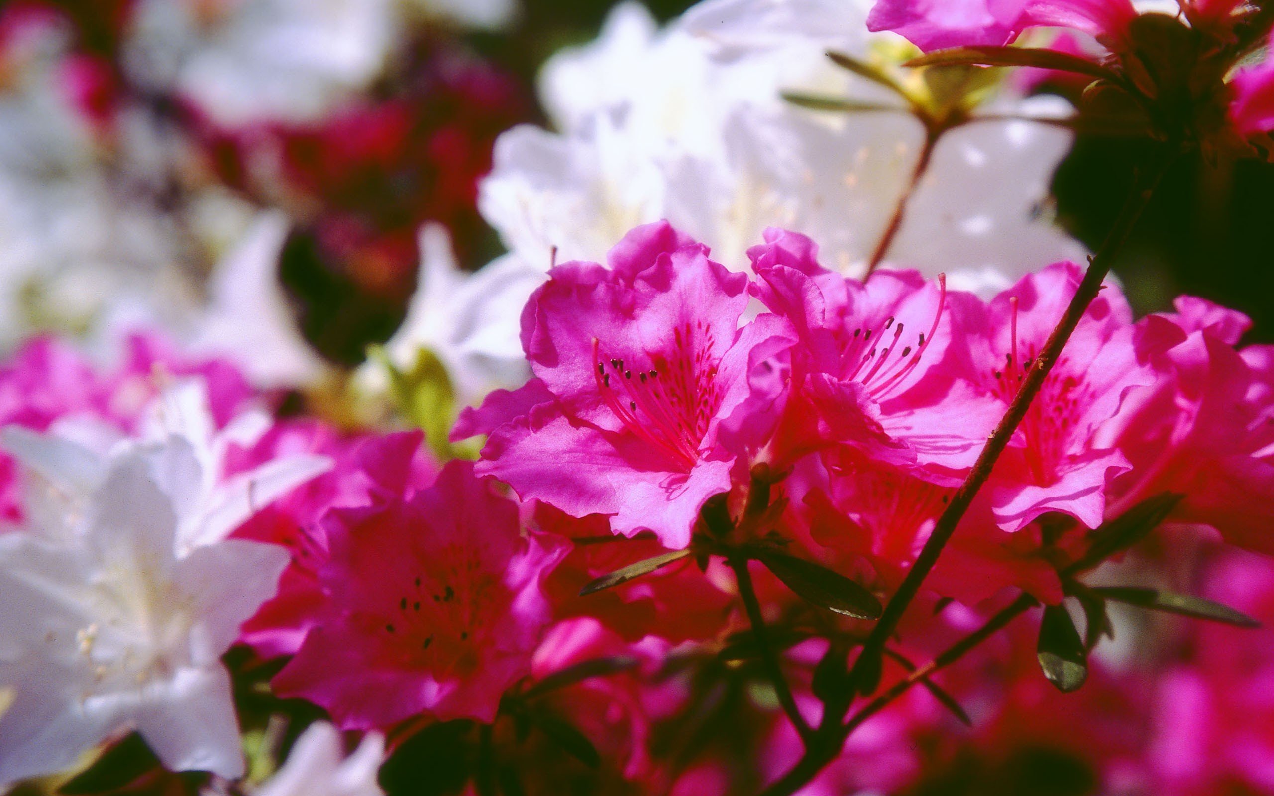 nature, Trees, Flowers, Forests Wallpapers HD / Desktop and Mobile ...