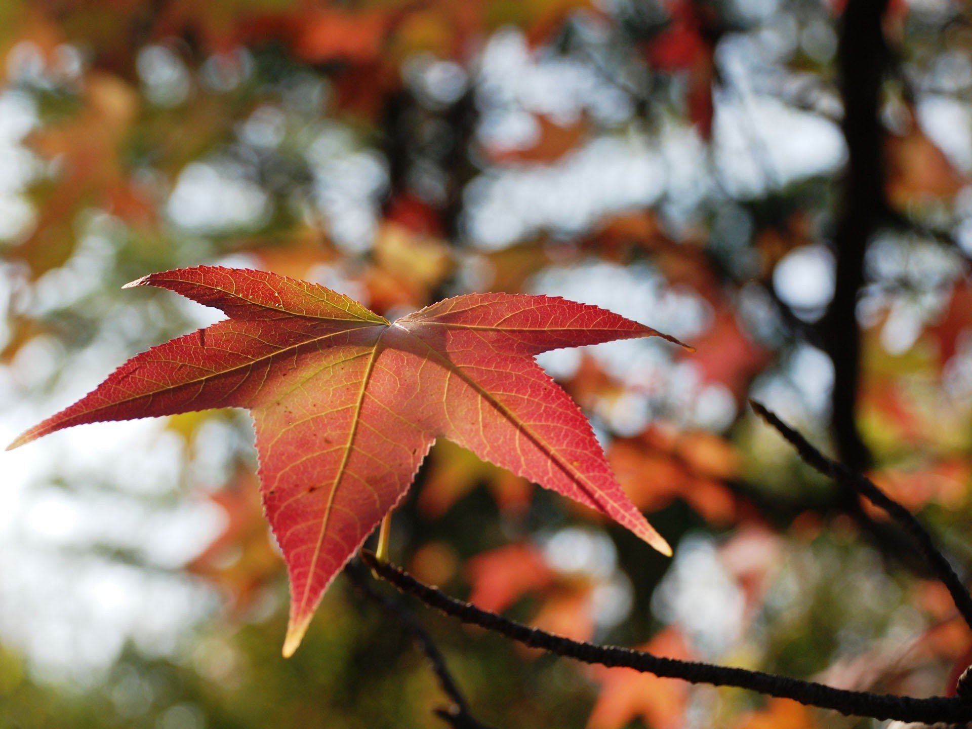 light, Nature, Red, Glowing Wallpapers HD / Desktop and Mobile Backgrounds
